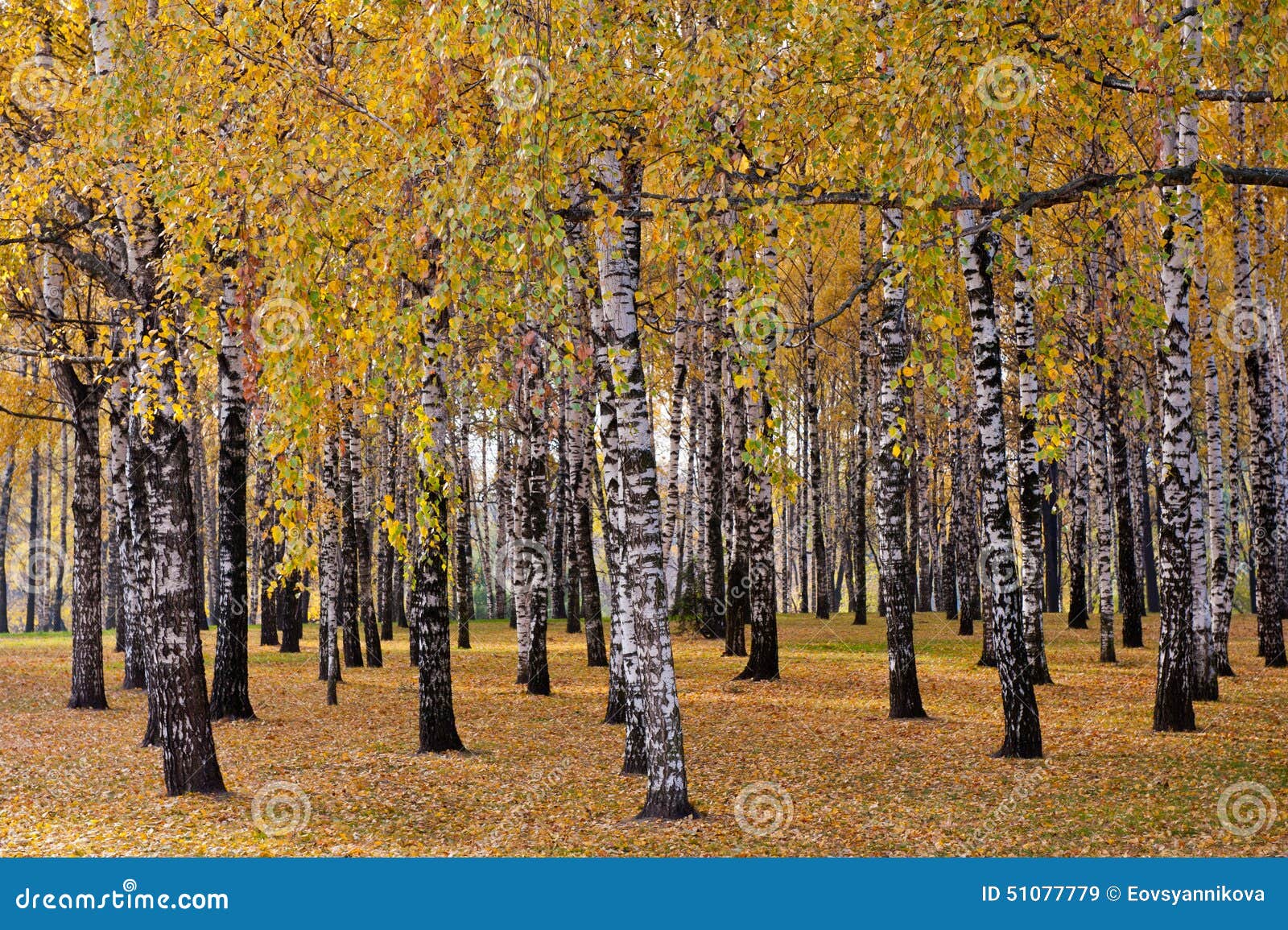 Birch forest, autumn day stock image. Image of scenic - 51077779