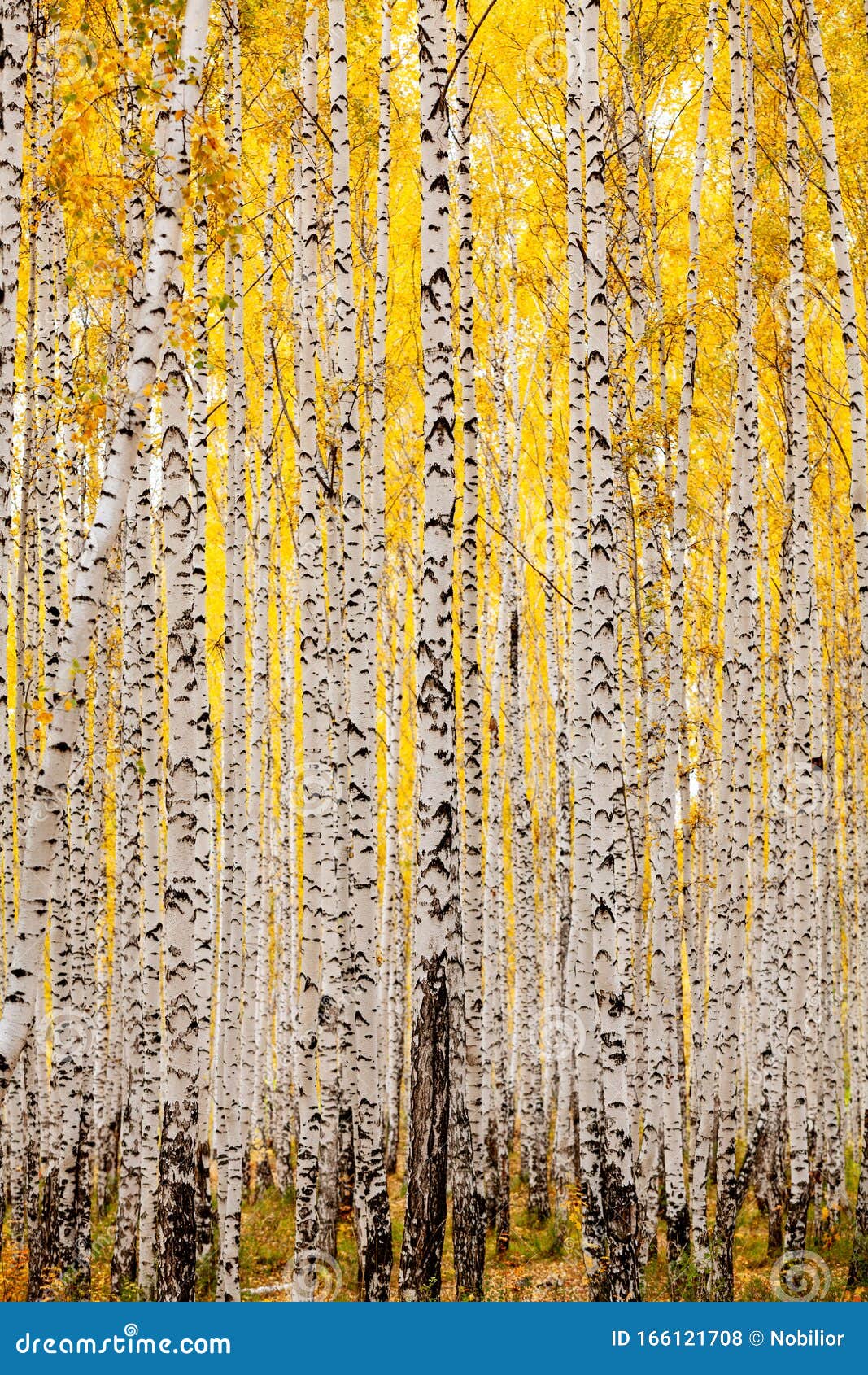 Birch forest in autumn. stock photo. Image of nature - 166121708