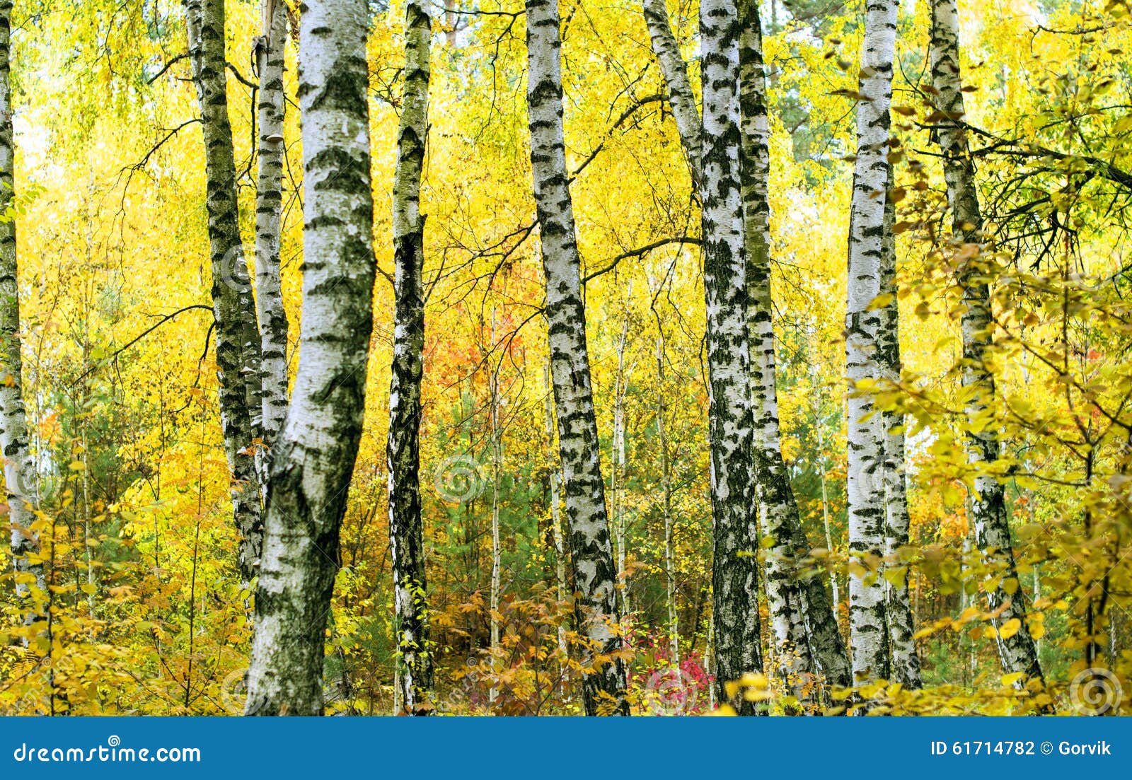 Birch Forest in Autumn Season Stock Photo - Image of season, branches ...