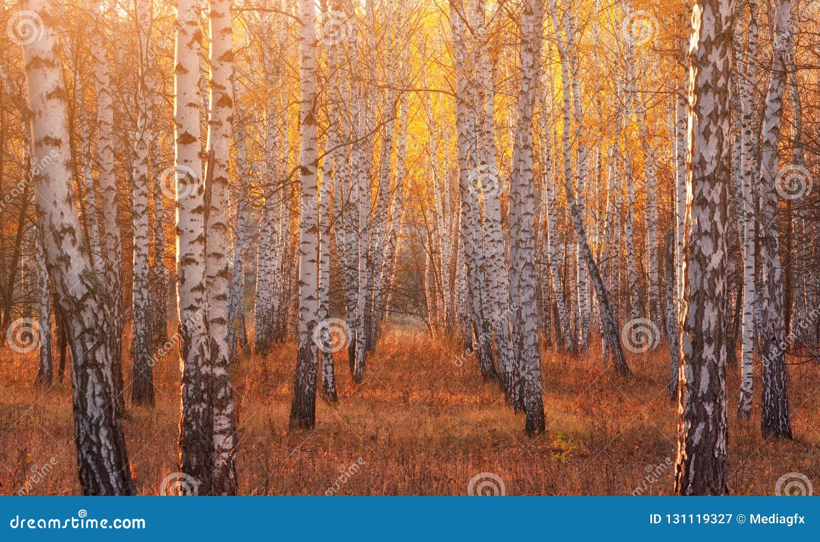 Birch Forest in Autumn Season. Panoramic View at Evening. Selective ...