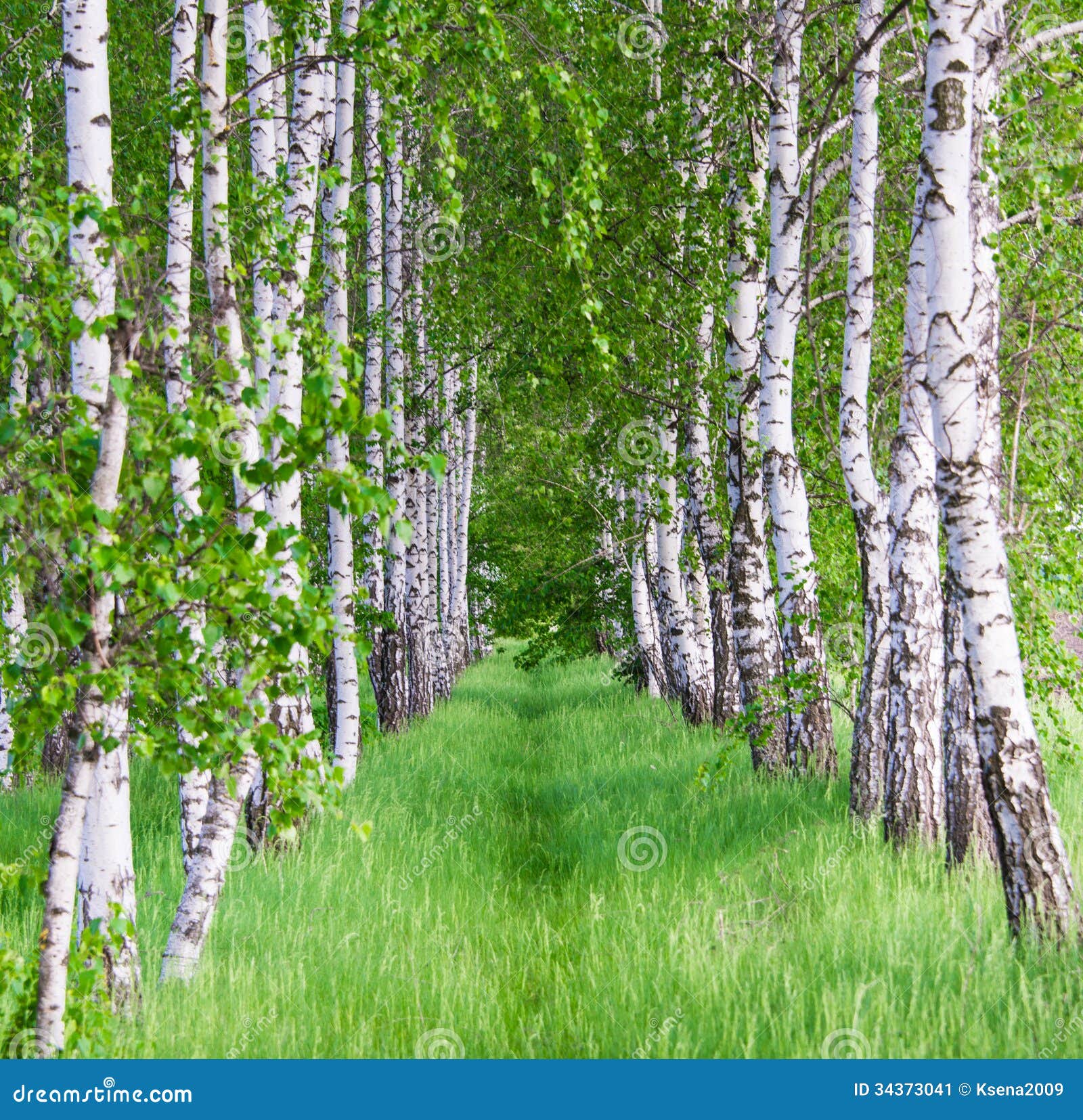 Birch forest. Birch Grove stock image. Image of scene - 34373041
