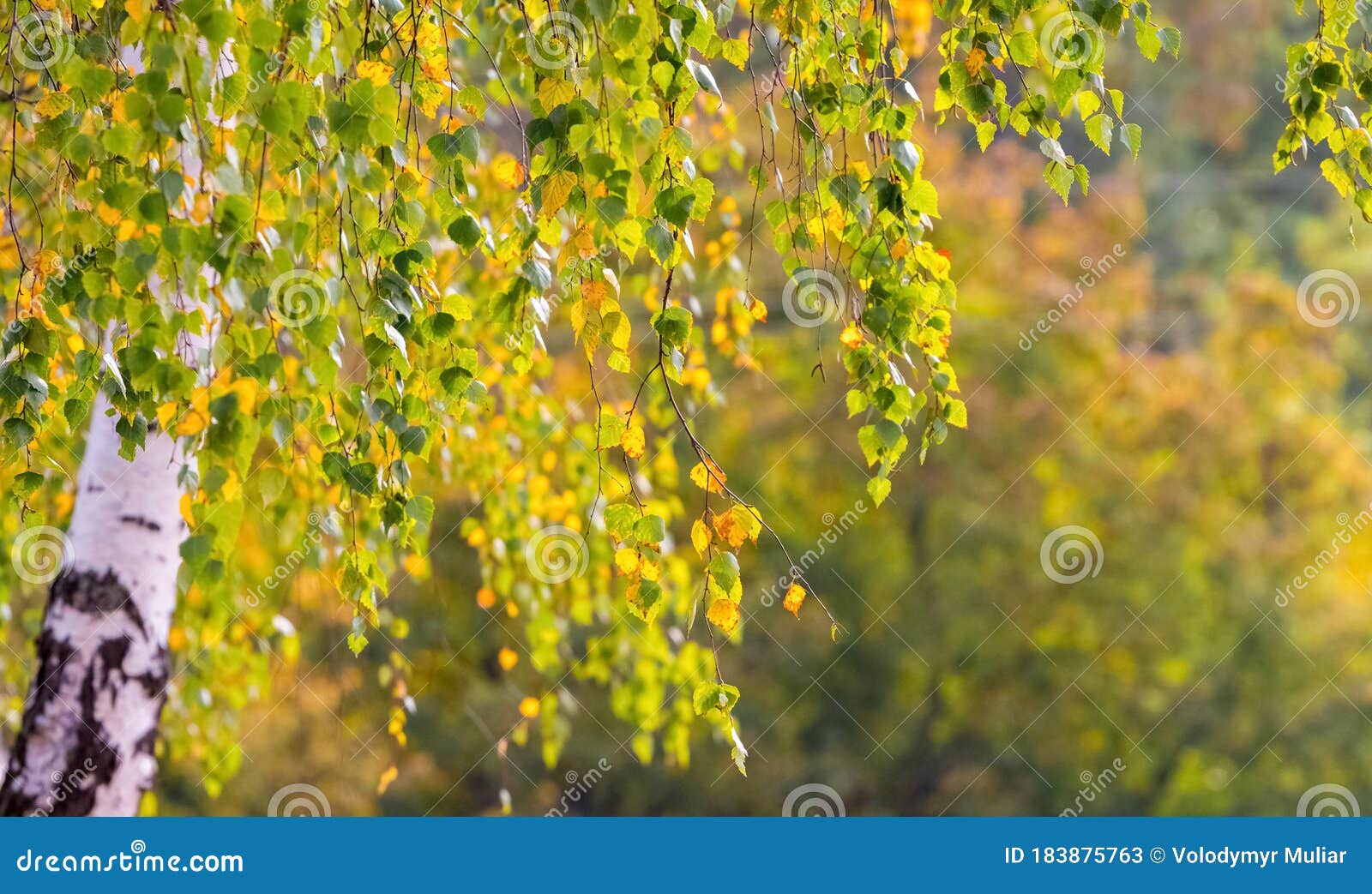 Birch in the Forest with Colorful Autumn Leaves, Autumn Background ...