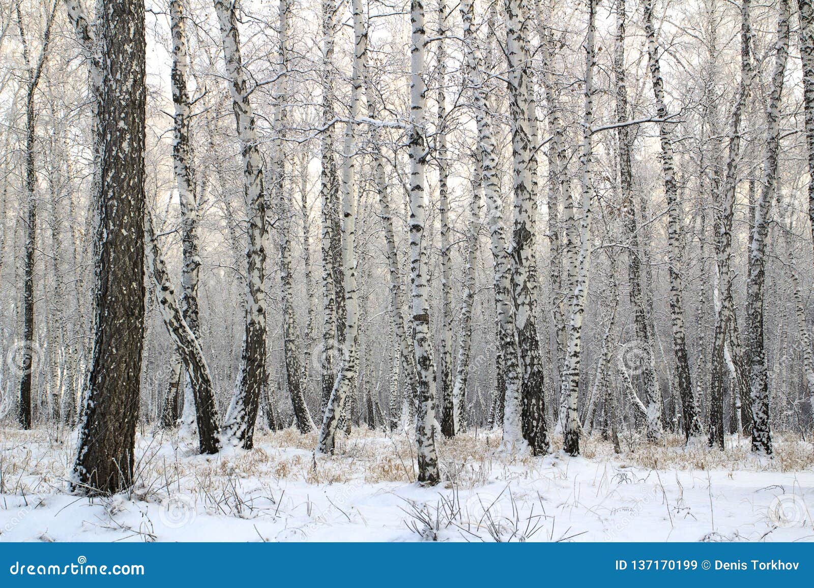 Birch Forest with Covered Snow Branches Stock Image - Image of park ...