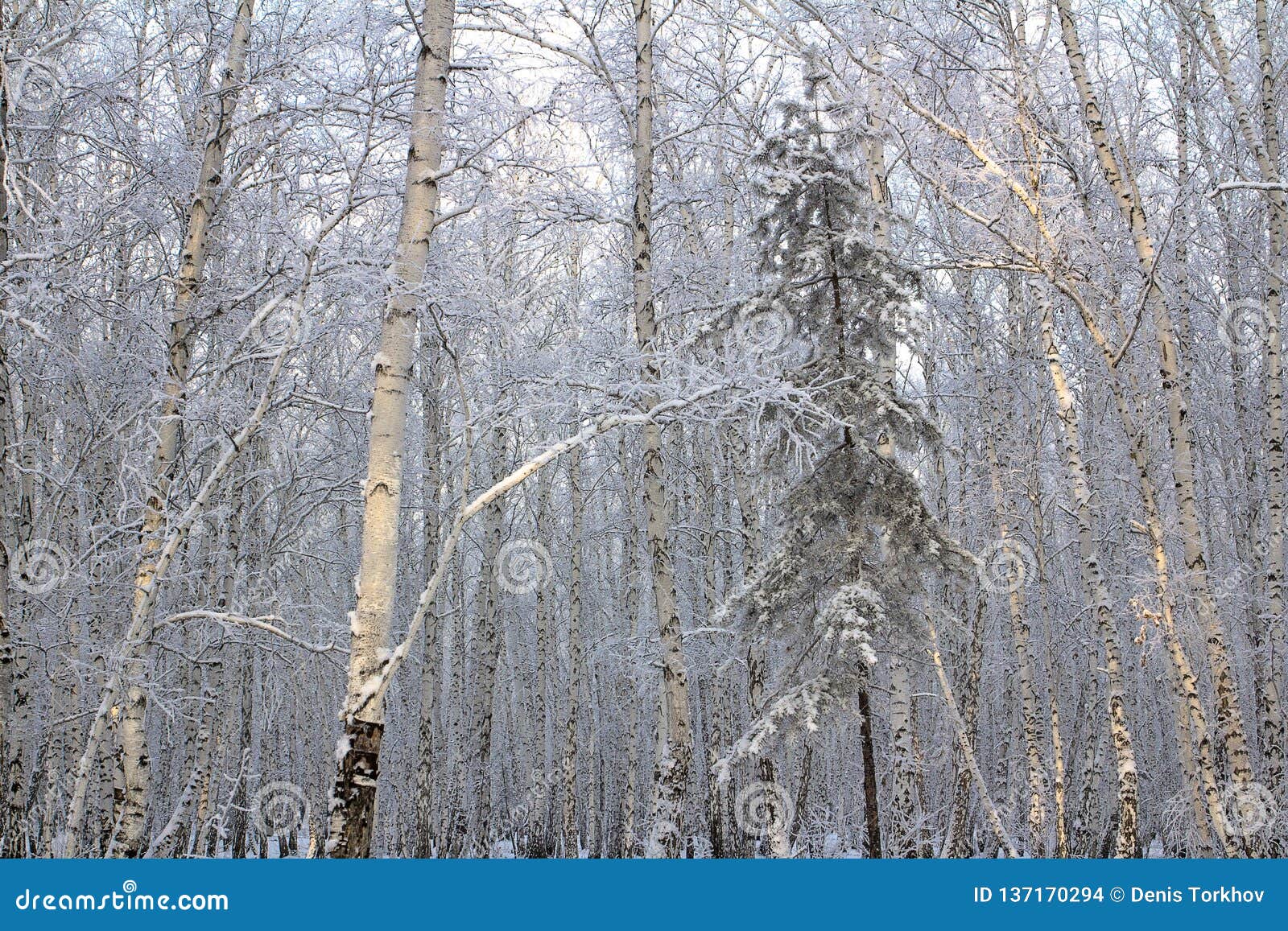 Birch Forest with Covered Snow Branches Stock Photo - Image of ...