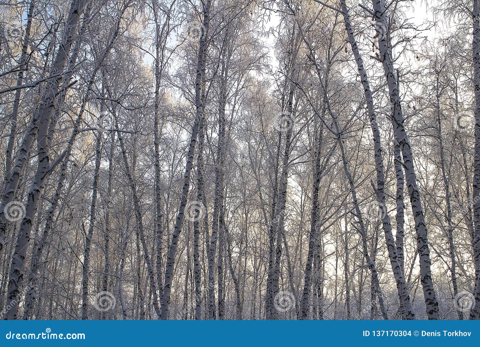 Birch Forest with Covered Snow Branches Stock Photo - Image of ...