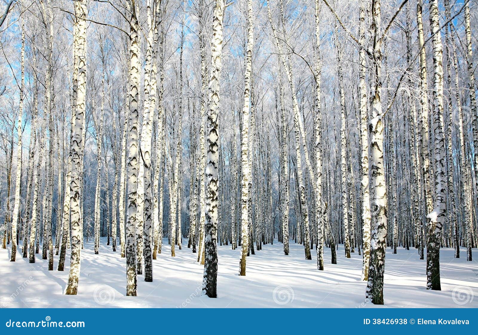 Snow Covered Birch Forest