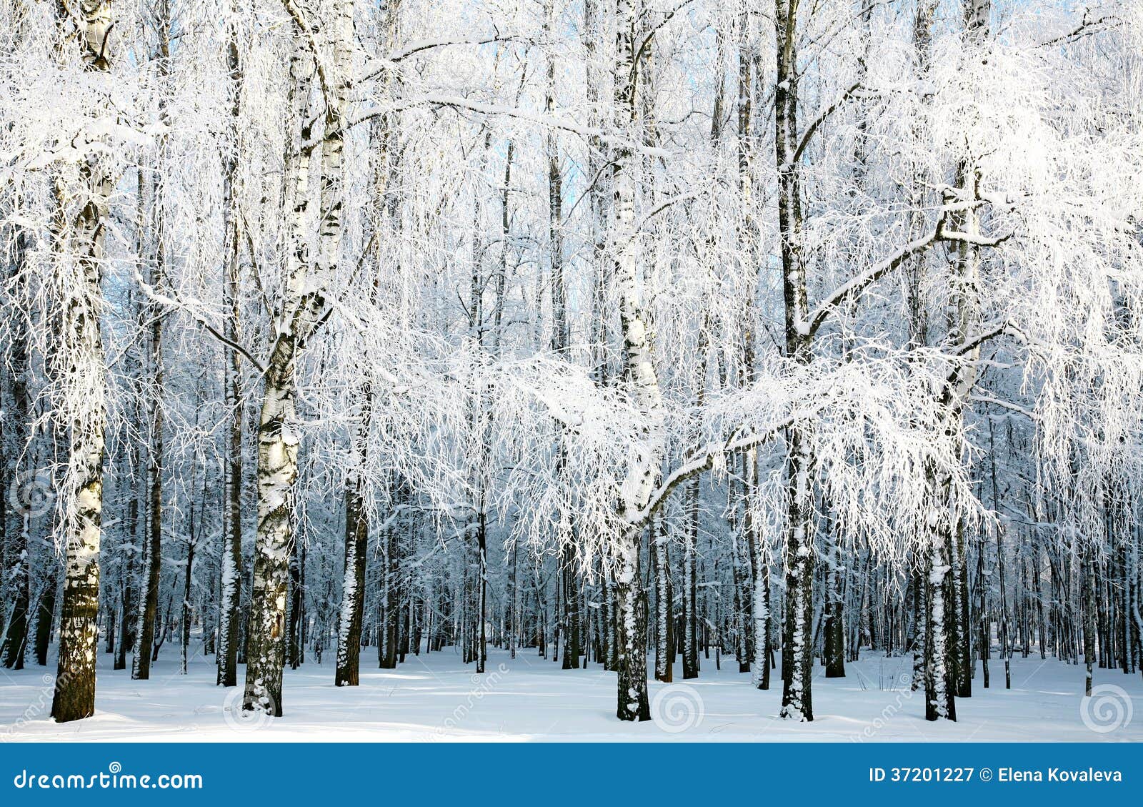 Birch Forest with Covered Snow Branches Stock Image - Image of white ...