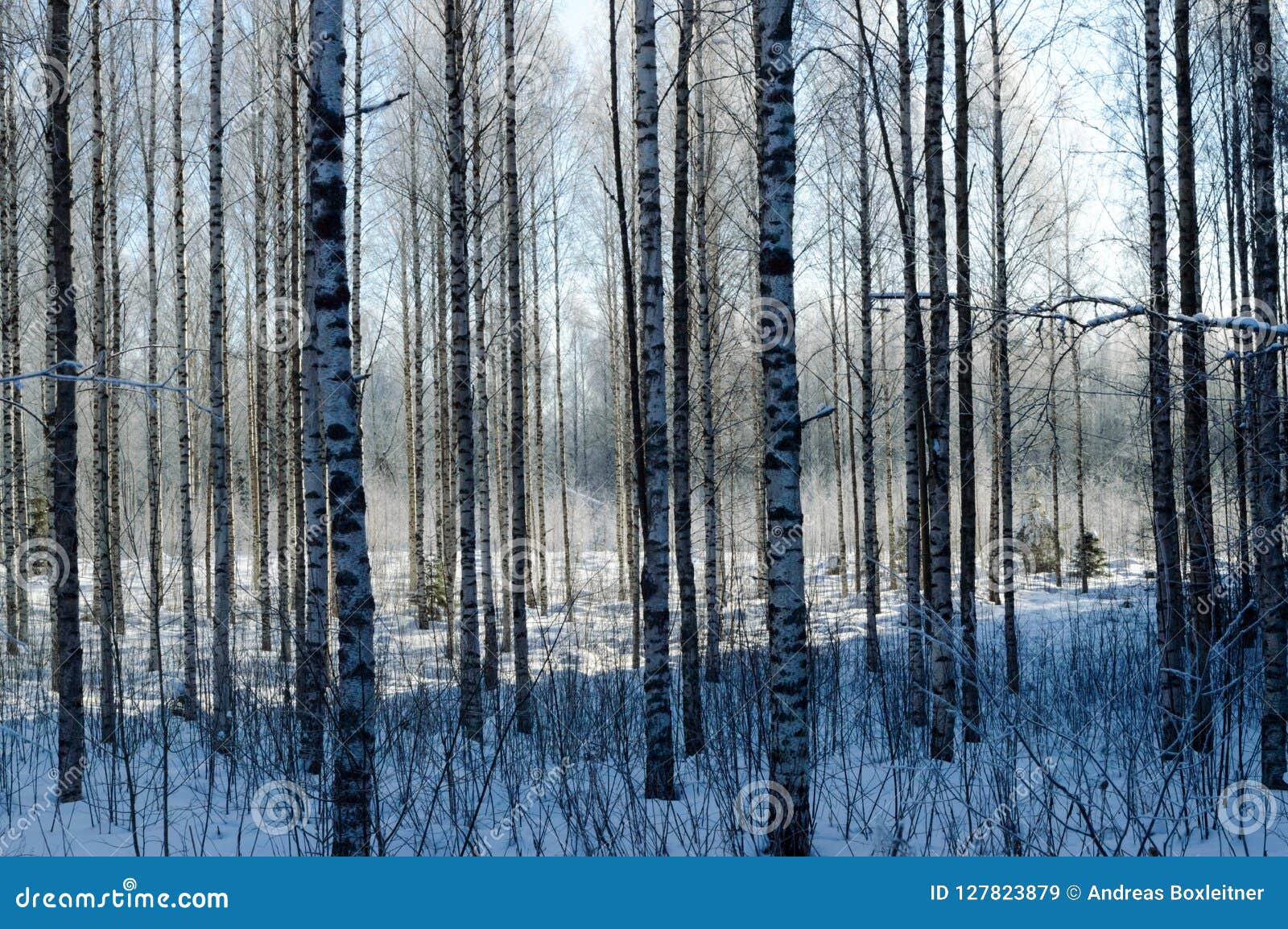 Birch Forest in Deep Scandinavian Winter Frost Stock Image - Image of ...