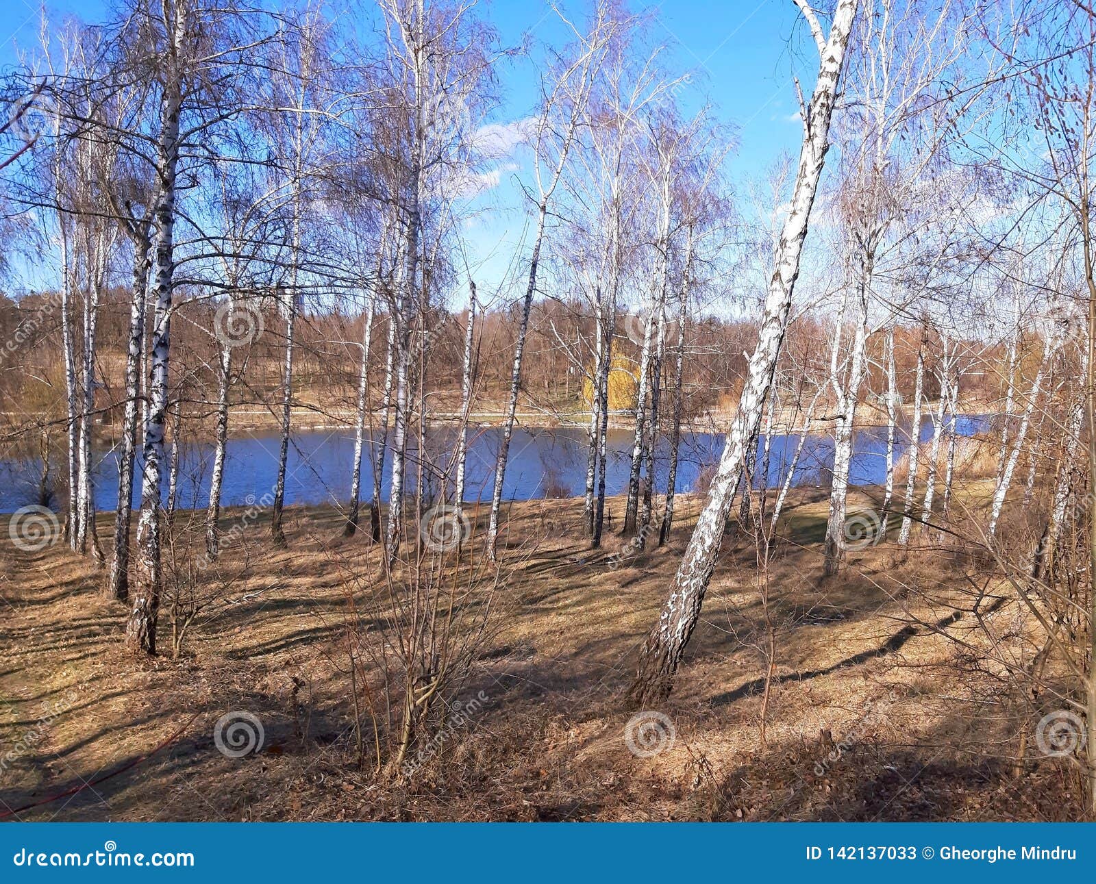 Birch Forest in the Early Spring and Behind a Lake Stock Image - Image ...