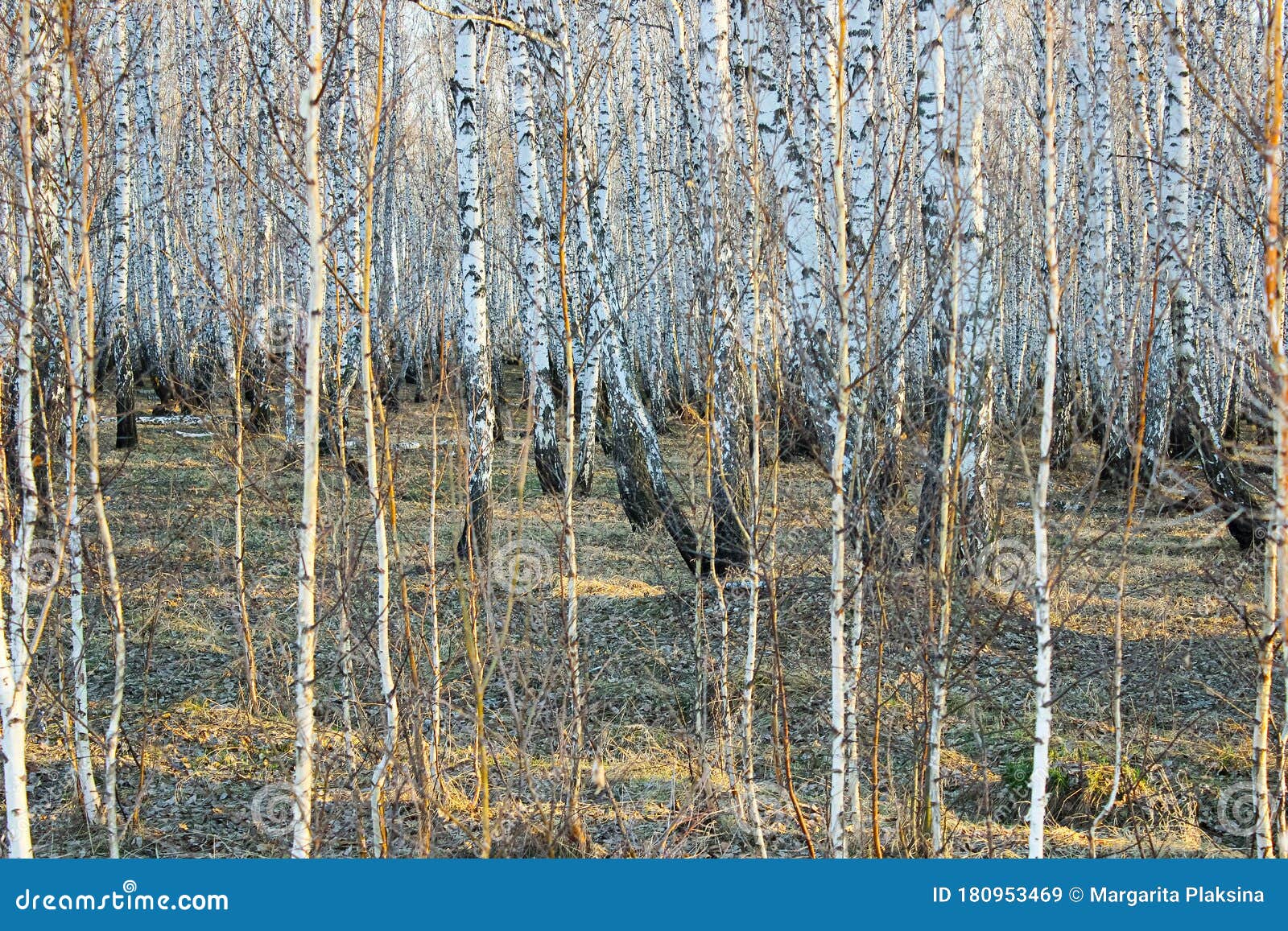 Birch Forest in Early Spring Still without Leaves and without Grass ...