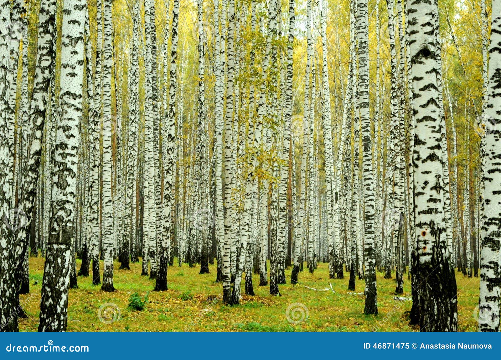 Birch Forest, Ekaterinburg, Russia Stock Image - Image of woods ...