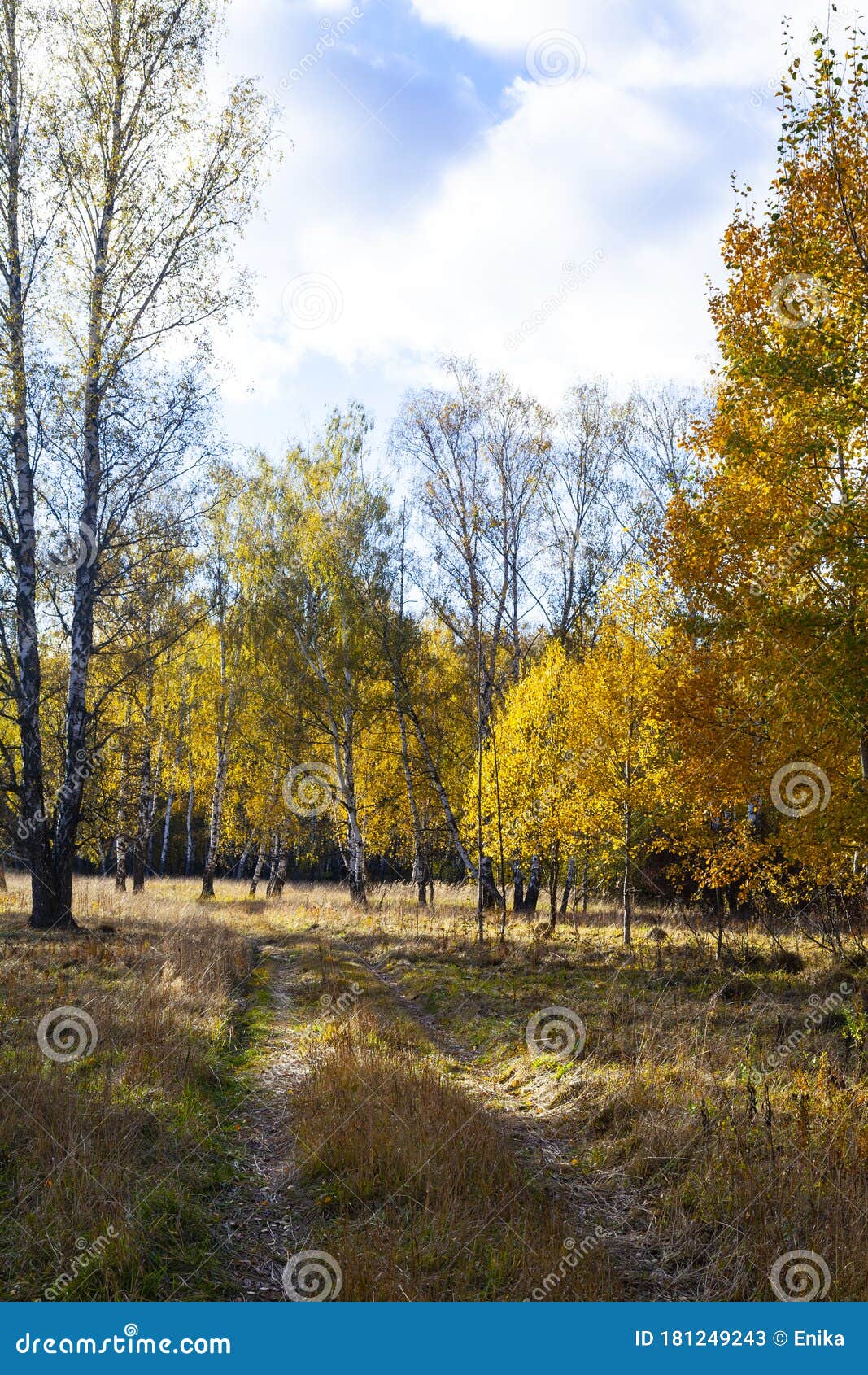 Birch forest in the fall stock image. Image of scene - 181249243
