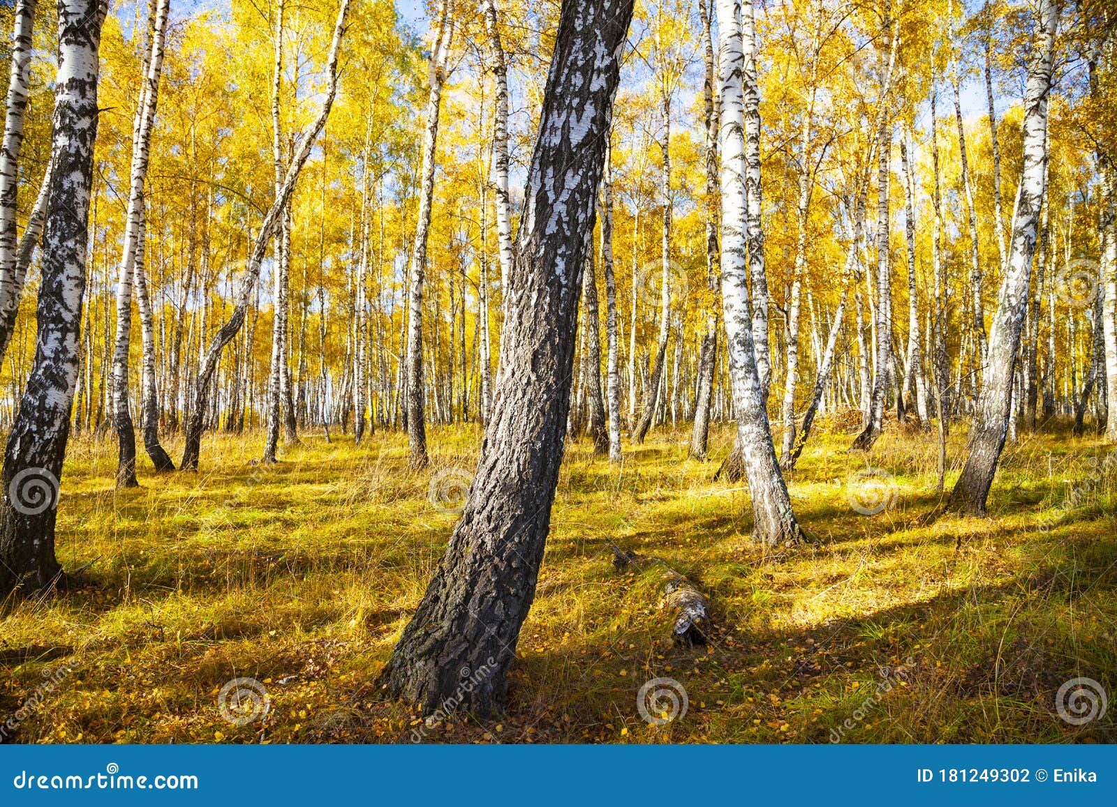 Birch forest in the fall stock photo. Image of orange - 181249302