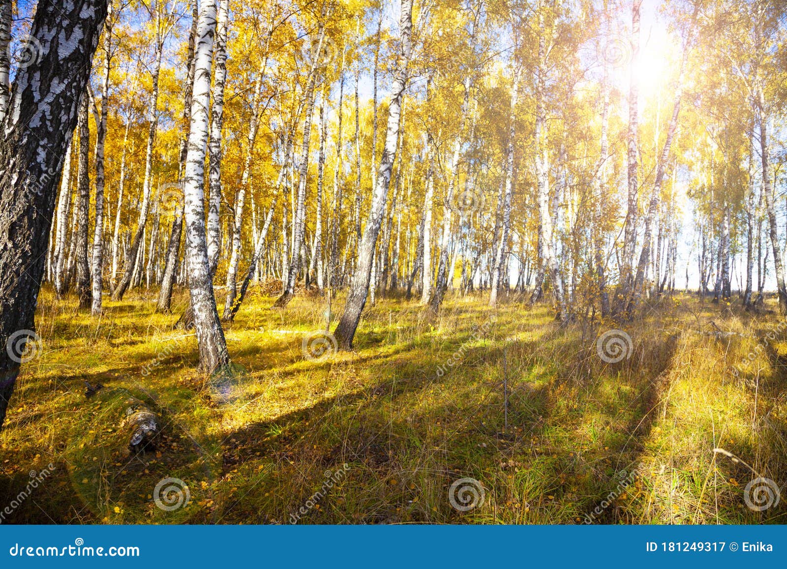 Birch forest in the fall stock image. Image of orange - 181249317