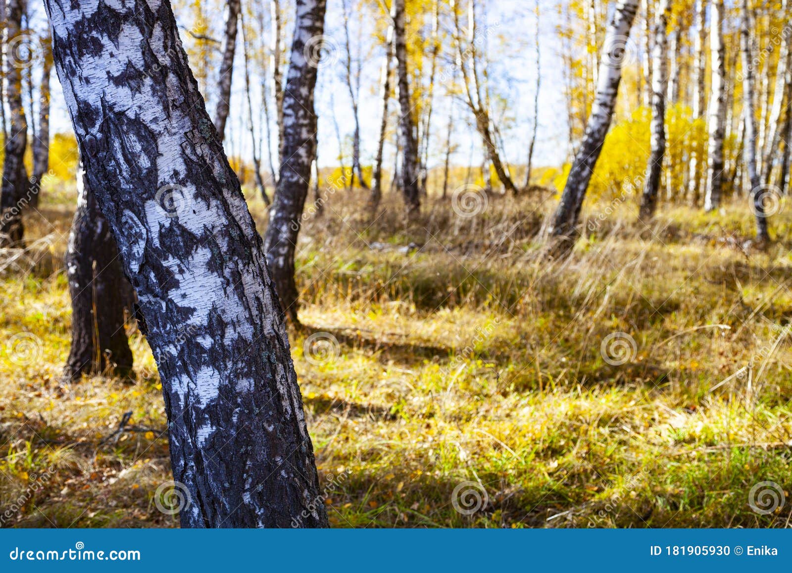 Birch forest in the fall stock photo. Image of scene - 181905930