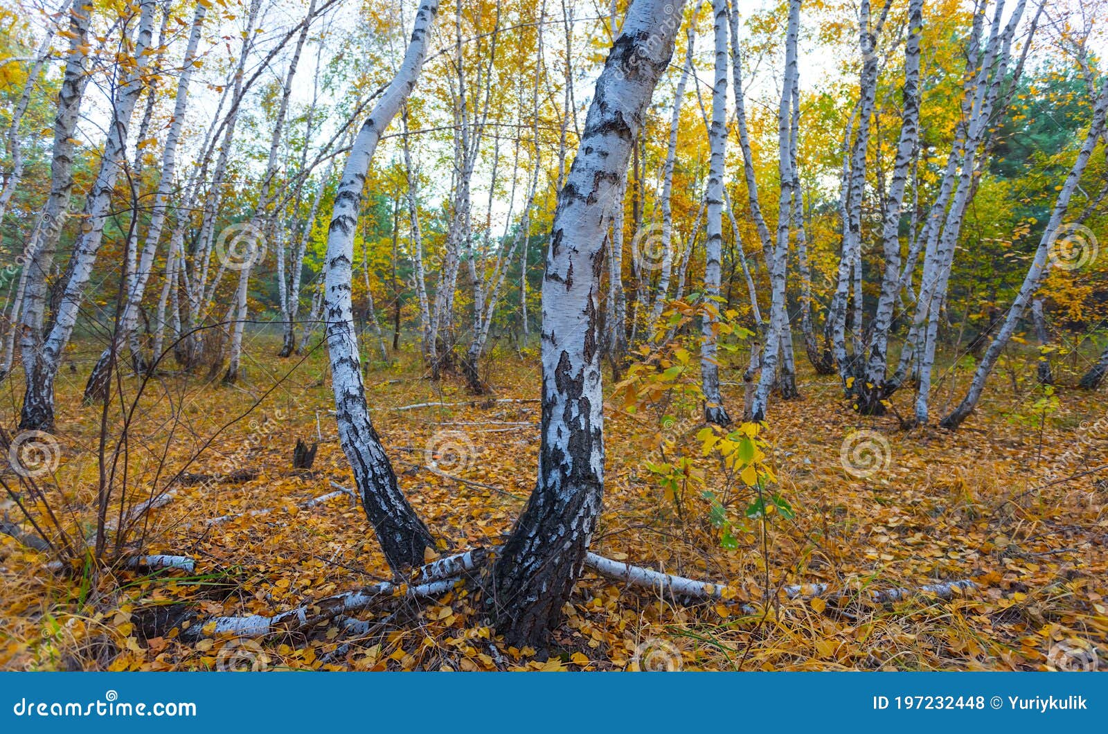 Birch Forest Glade Covered by a Dry Leaves Stock Photo - Image of ... Birch Forest Glade Covered by a Dry Leaves Stock Photo - Image of ...