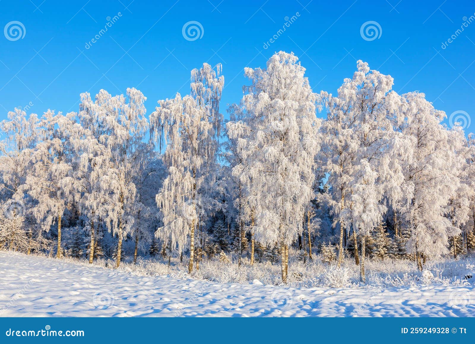 Birch Forest with Hoarfrost and Snow Stock Photo - Image of field ...