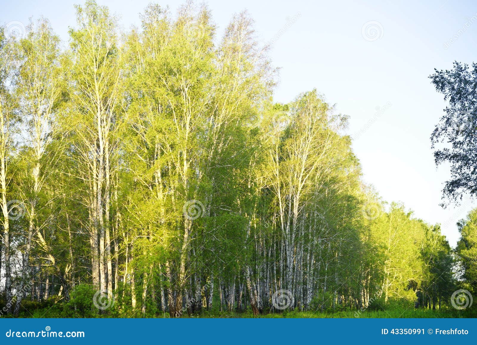Birch forest stock image. Image of idyll, outdoors, countryside - 43350991