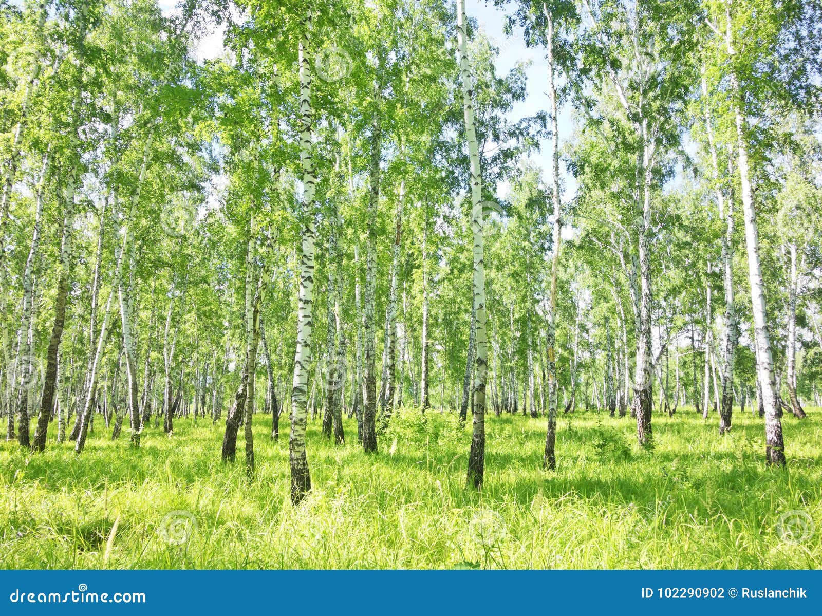 Birch forest stock photo. Image of nature, outdoors - 102290902
