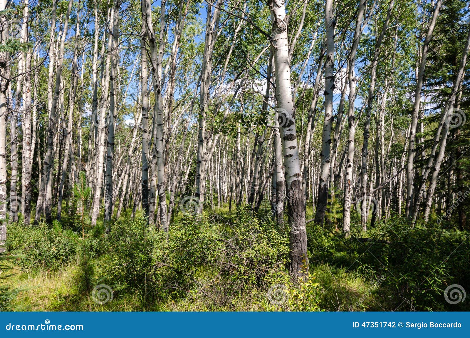 Birch forest stock photo. Image of trunk, alberta, vegetation - 47351742