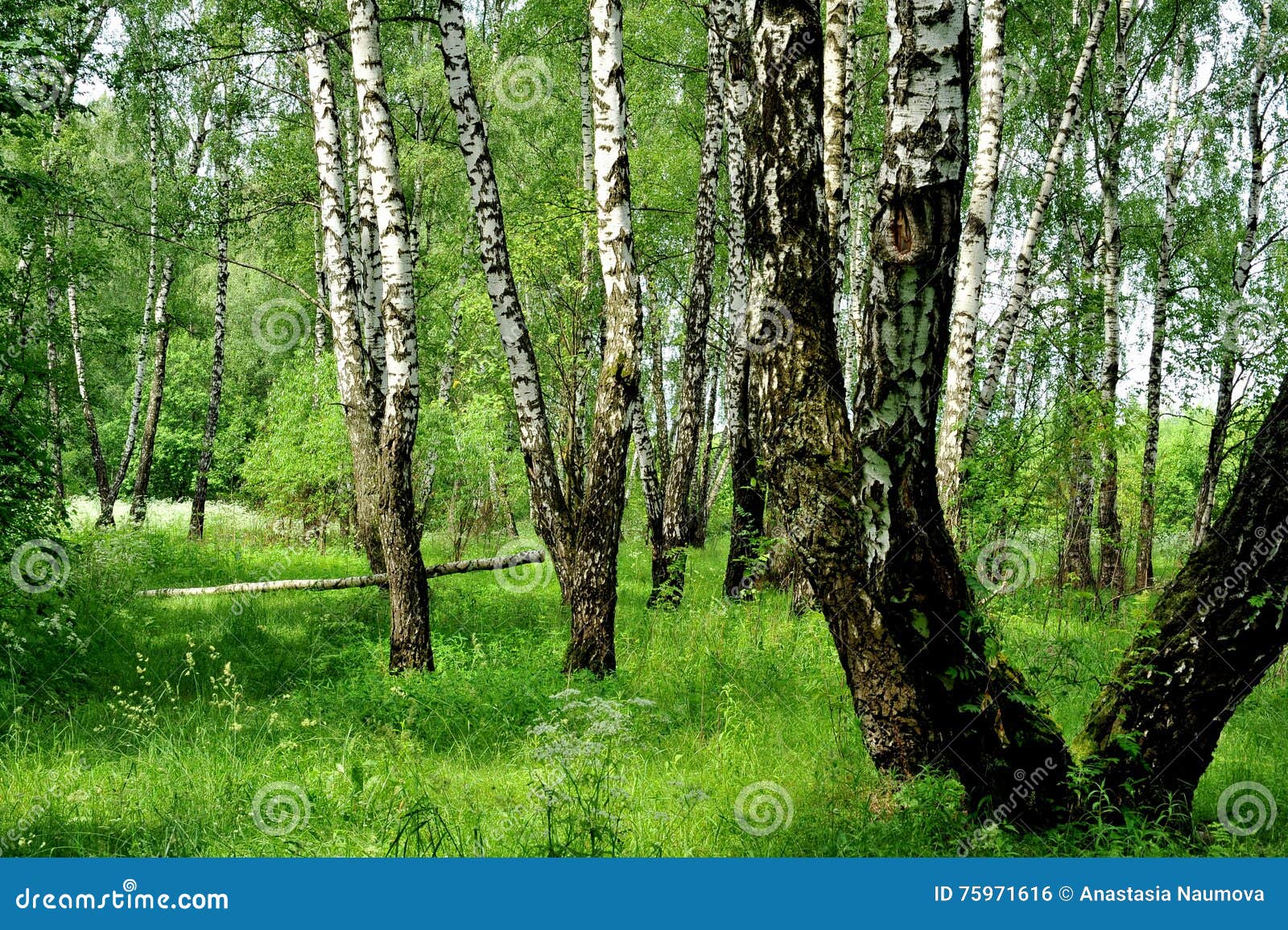 Birch forest in June stock photo. Image of nature, forest - 75971616