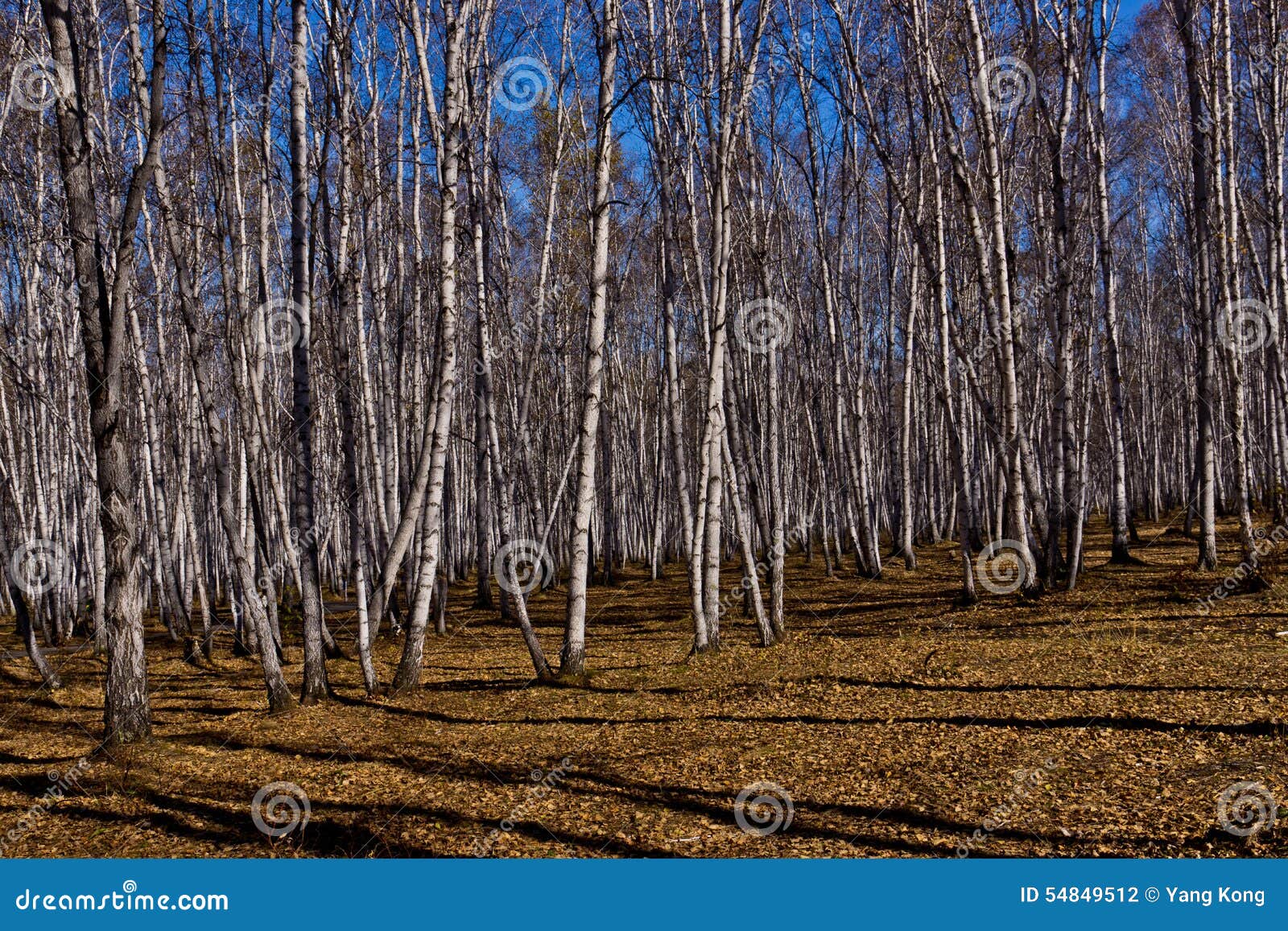 Birch Forest in Late Autumn Stock Photo - Image of hiking, bright: 54849512