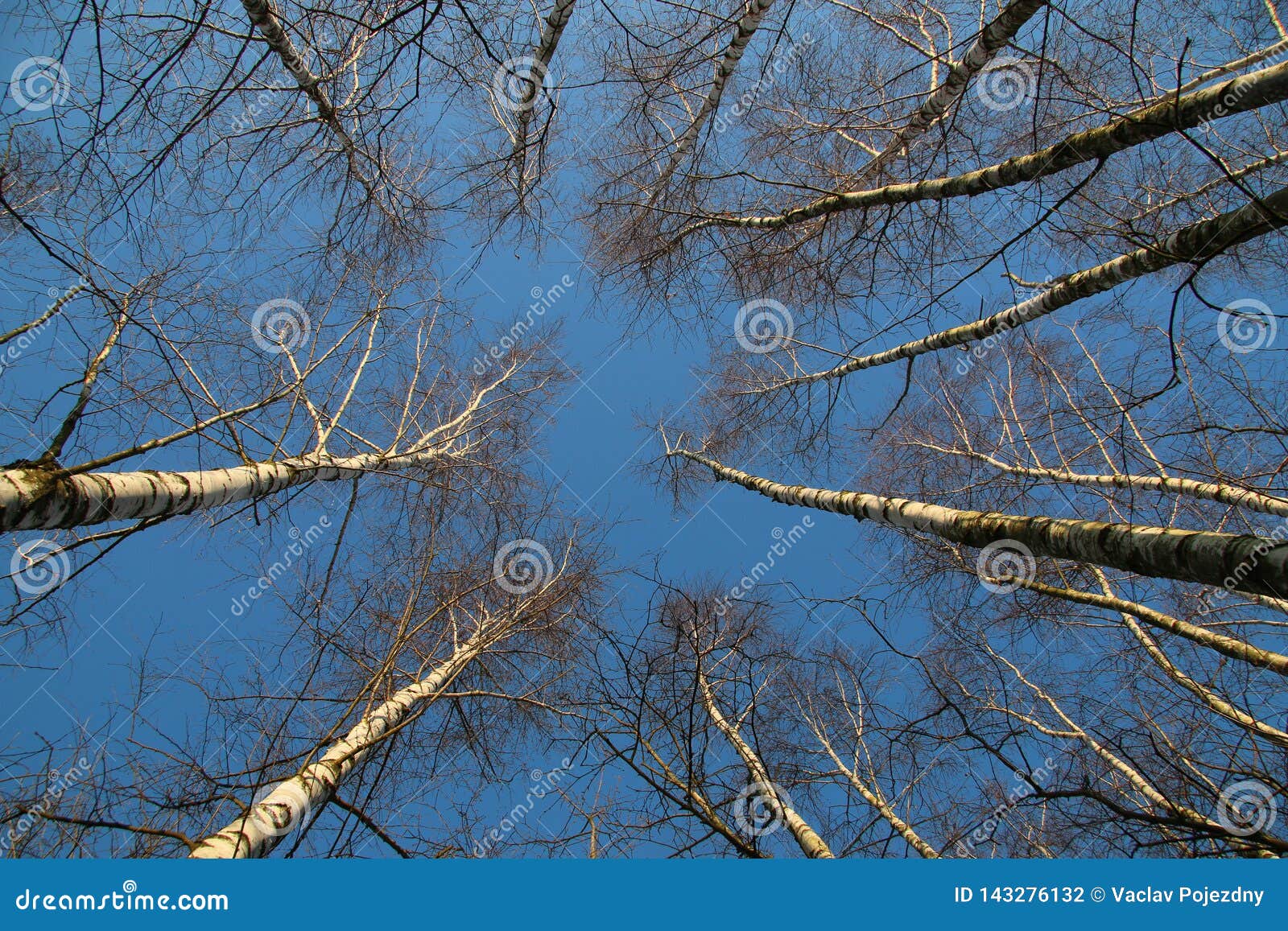 Birch forest looking up stock photo. Image of shadow - 143276132