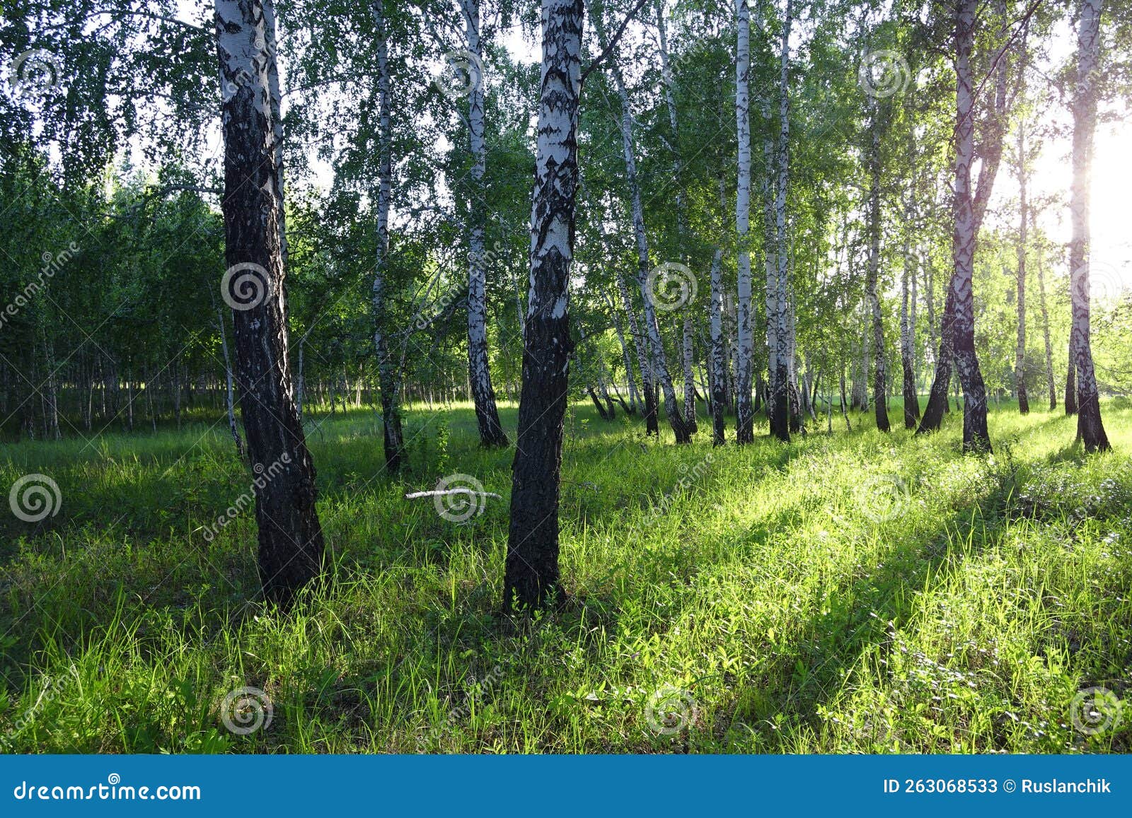 Birch forest stock image. Image of idyllic, deep, lush - 263068533