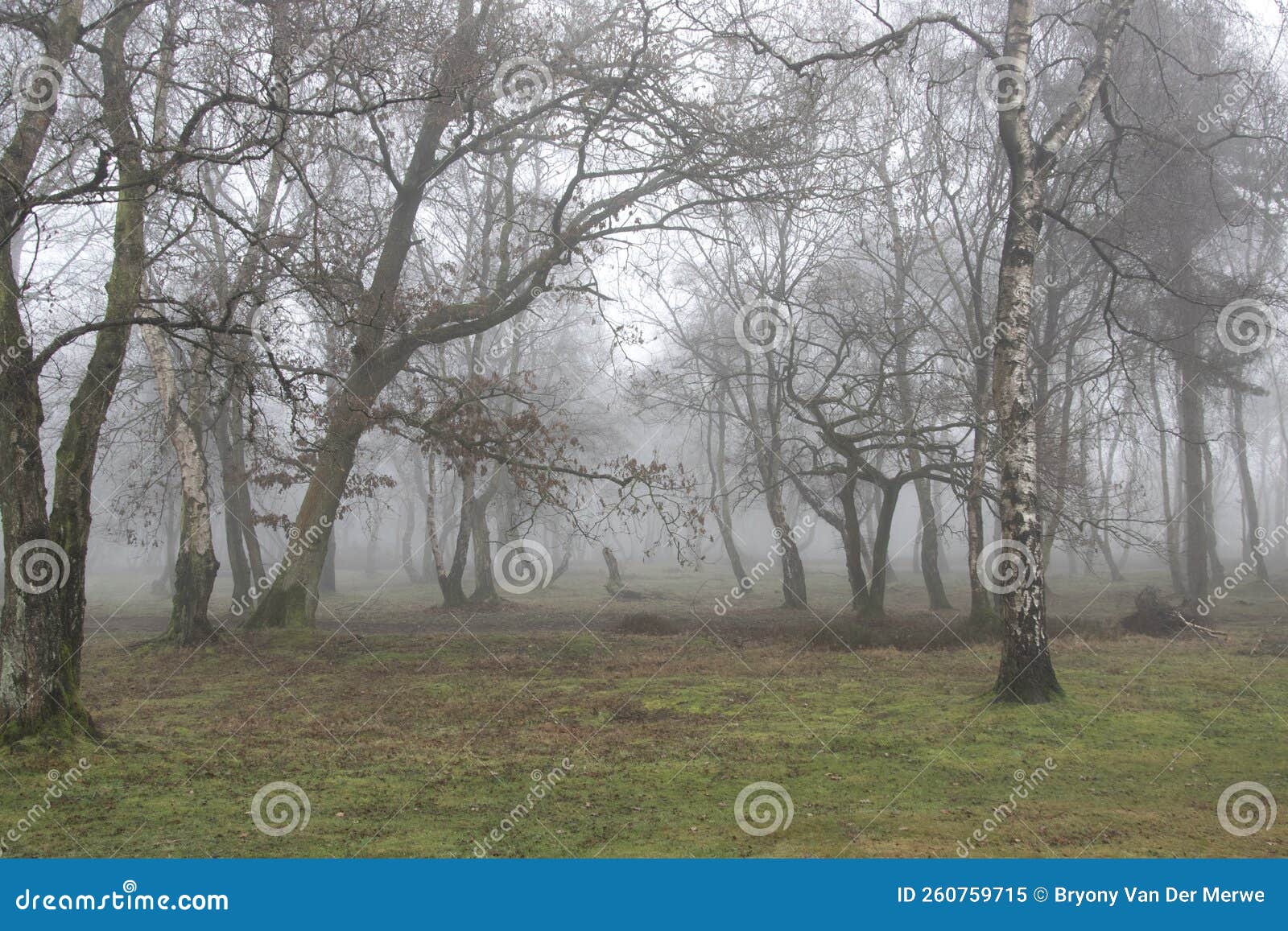 Birch forest in mist stock image. Image of northern - 260759715