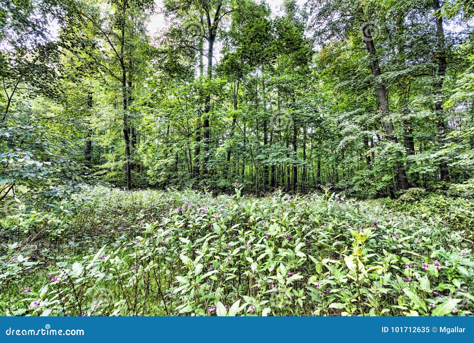 Birch Forest in Moscow - Russian Federation Stock Image - Image of ...