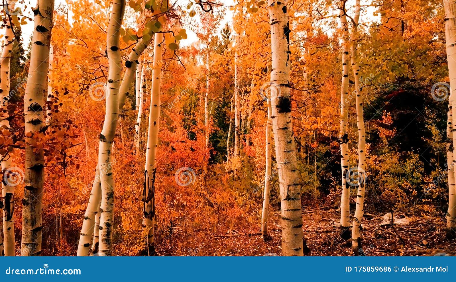 Birch forest. stock photo. Image of long, color, line - 175859686