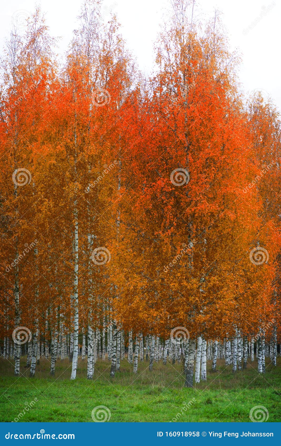 Birch Forest with Orange, Red and Brown Leaves Stock Photo - Image of ...