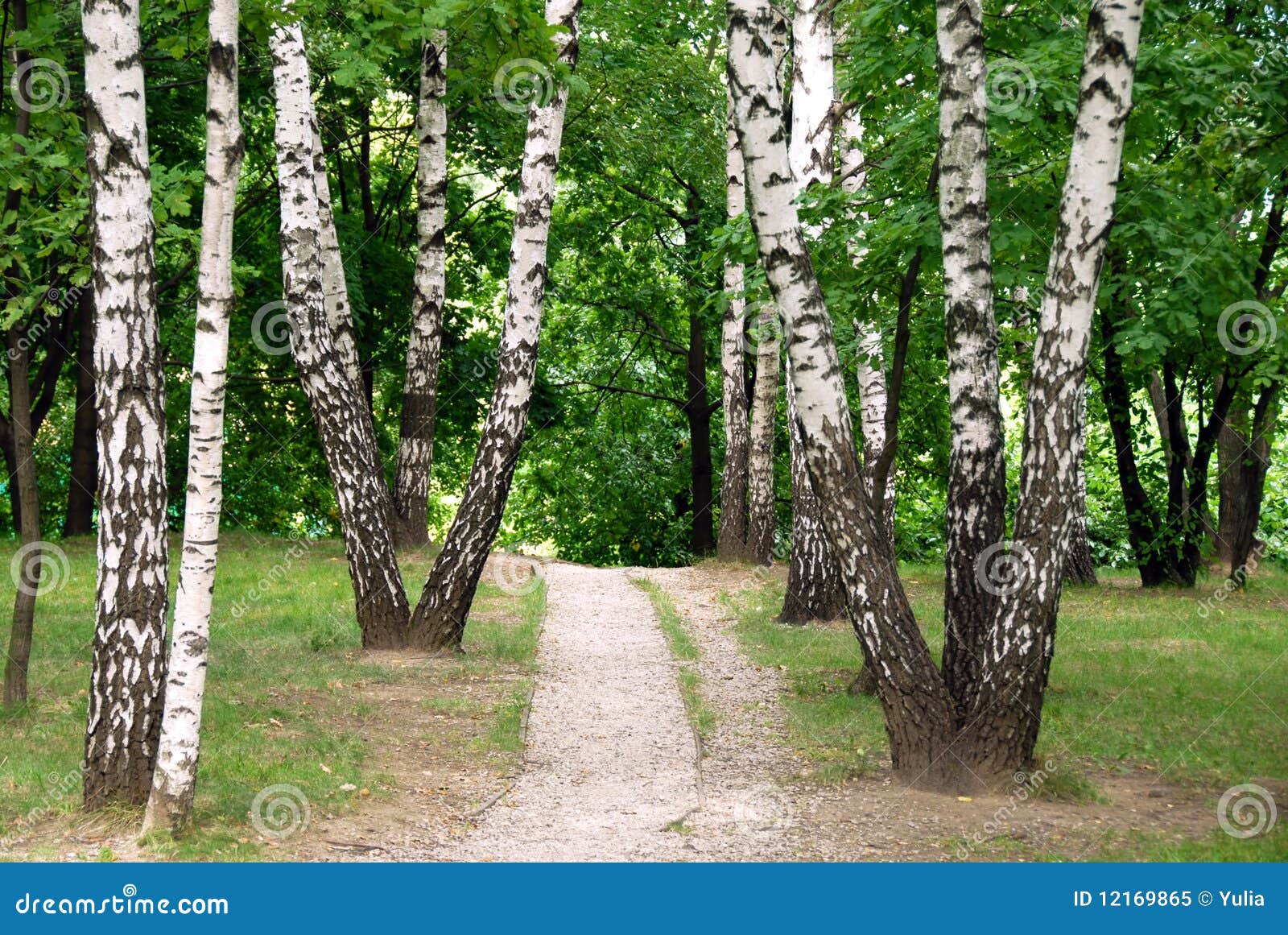 Birch forest path stock image. Image of season, branch - 12169865