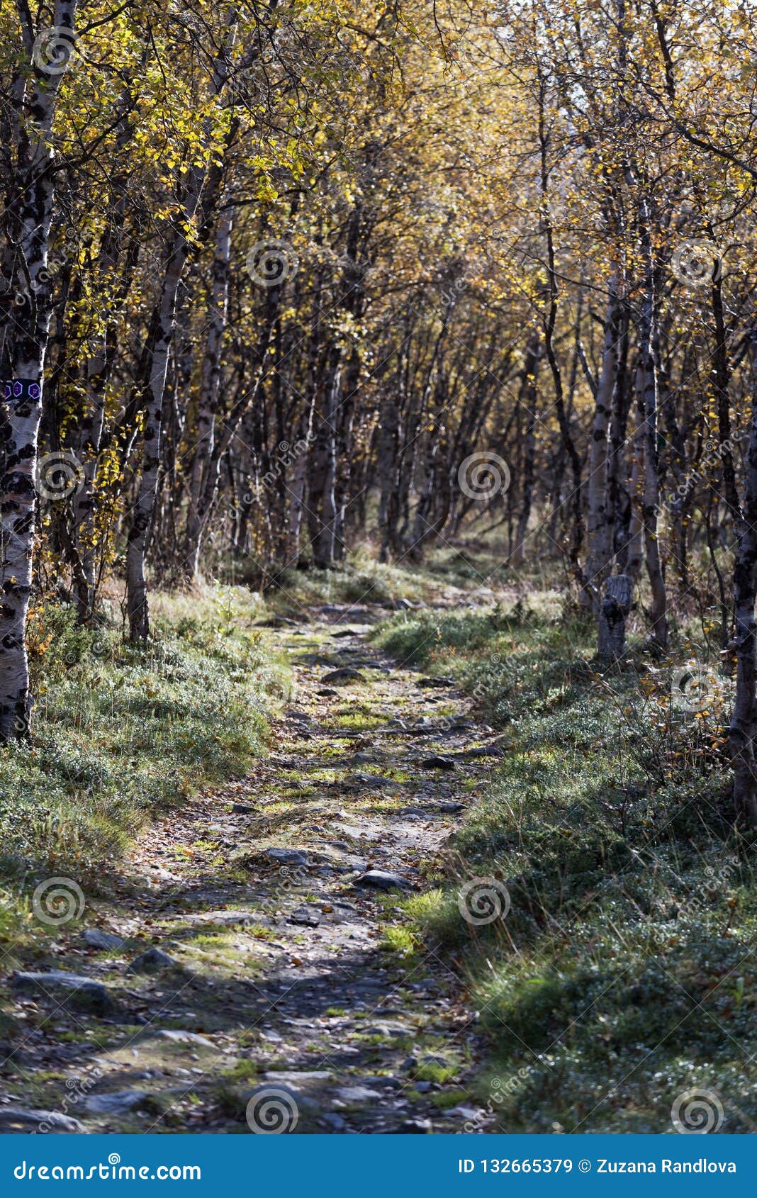 Birch Forest and Path in Autumn Stock Image - Image of shadows, trees ...