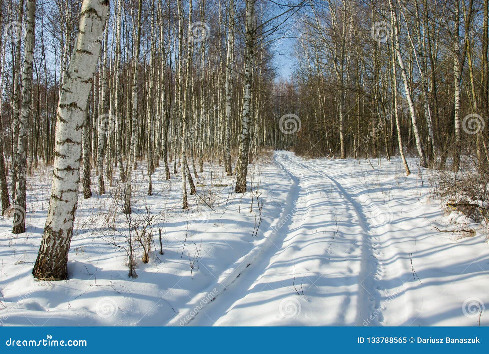 Birch Forest and the Road in Winter Stock Image - Image of winter, path ...