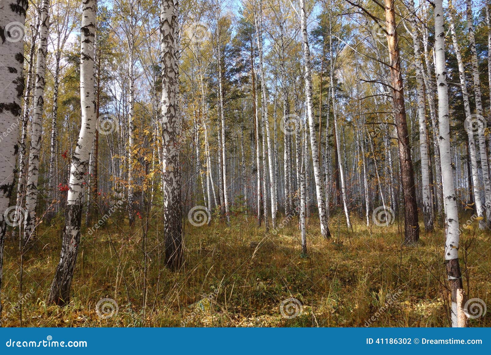 Birch forest stock photo. Image of ural, sibiria, taiga - 41186302