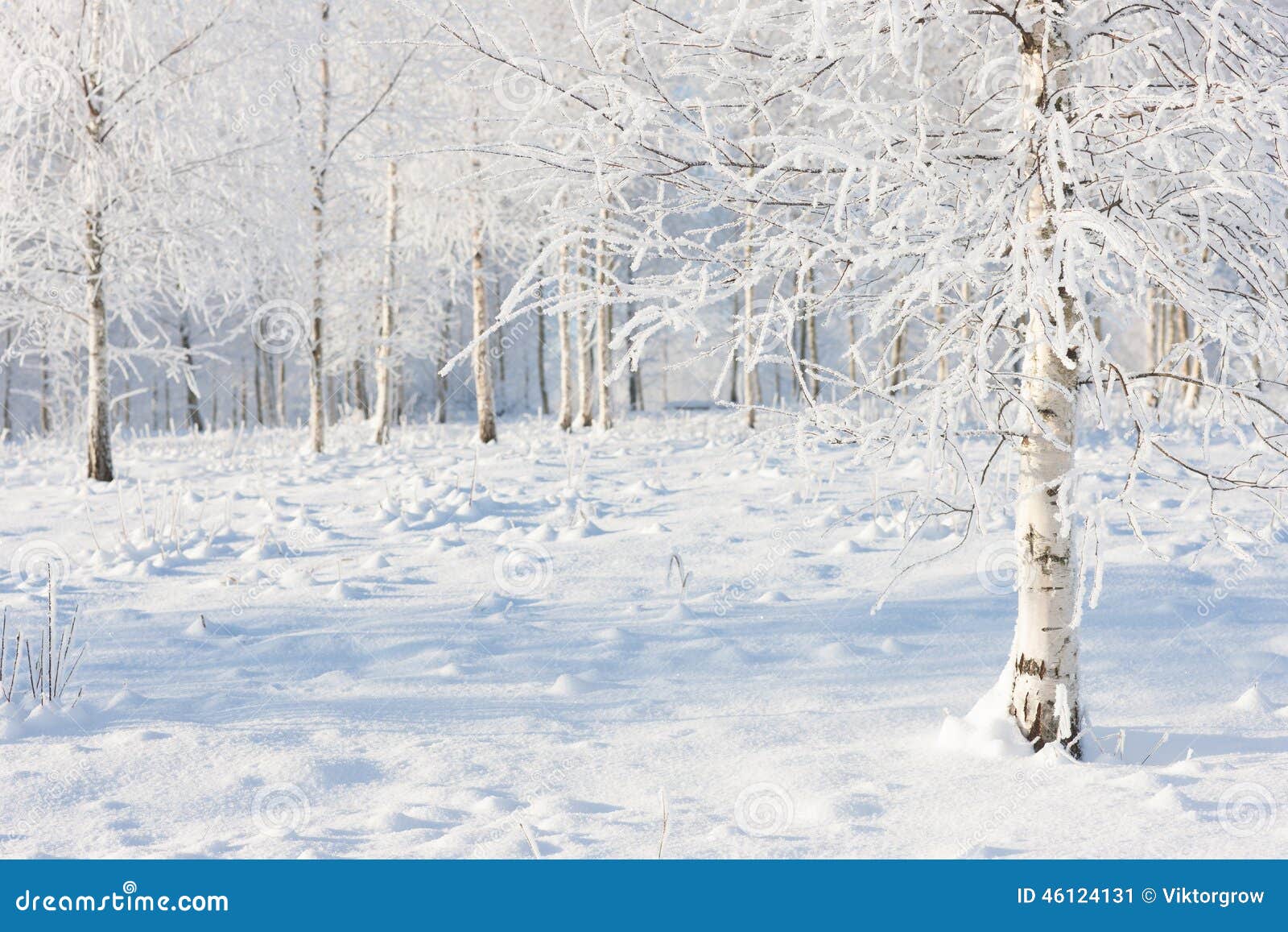 Birch Forest in Snow and Frost Stock Image - Image of bright, idyllic ...