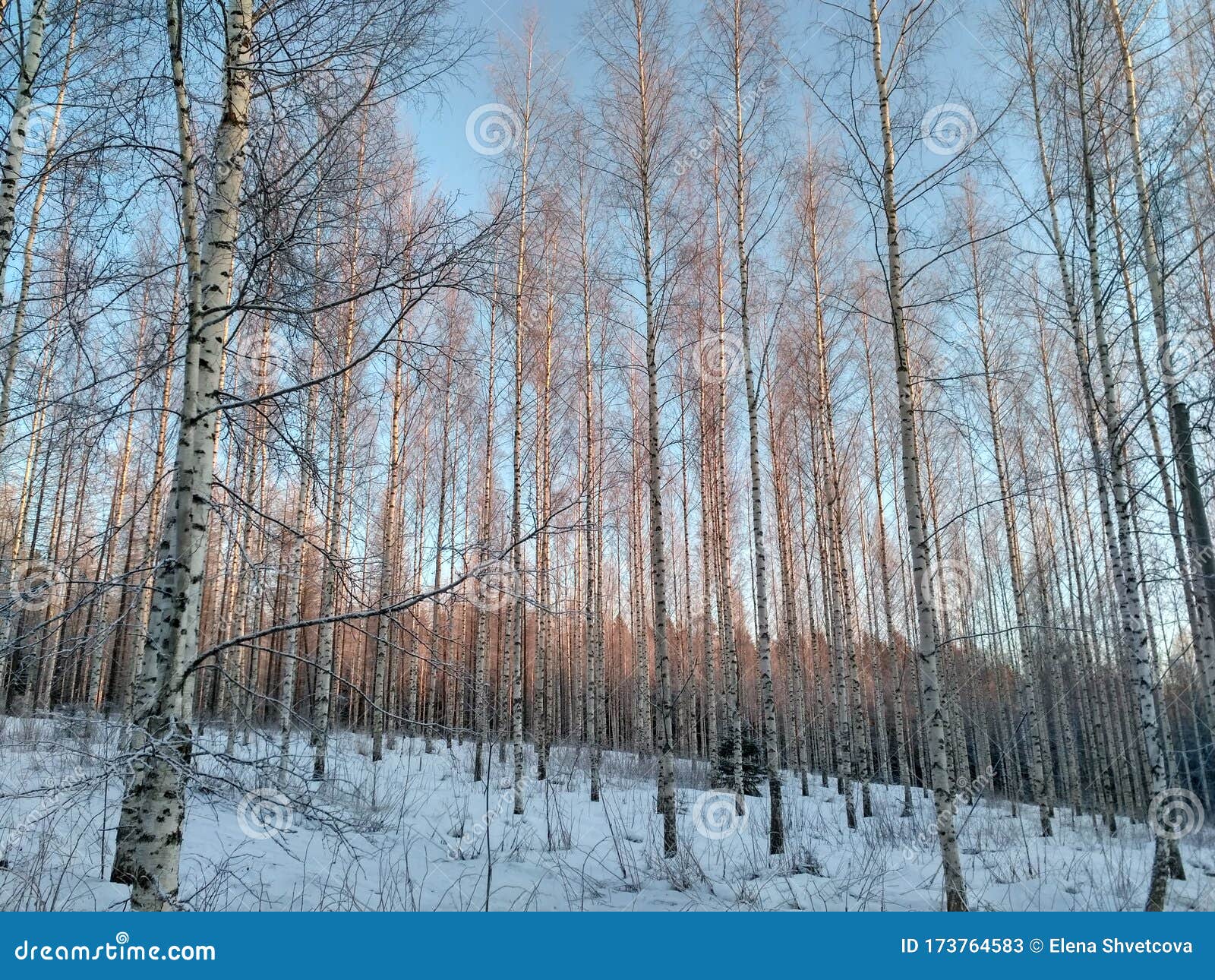 Birch Forest in a Snow on a Sunset in a Winter Frosty Day Stock Image ...