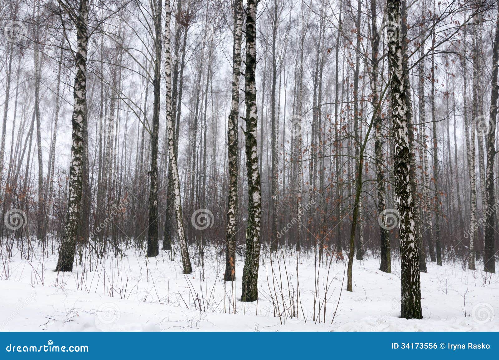 Birch Forest in Snow Winter Stock Photo - Image of natural, park: 34173556