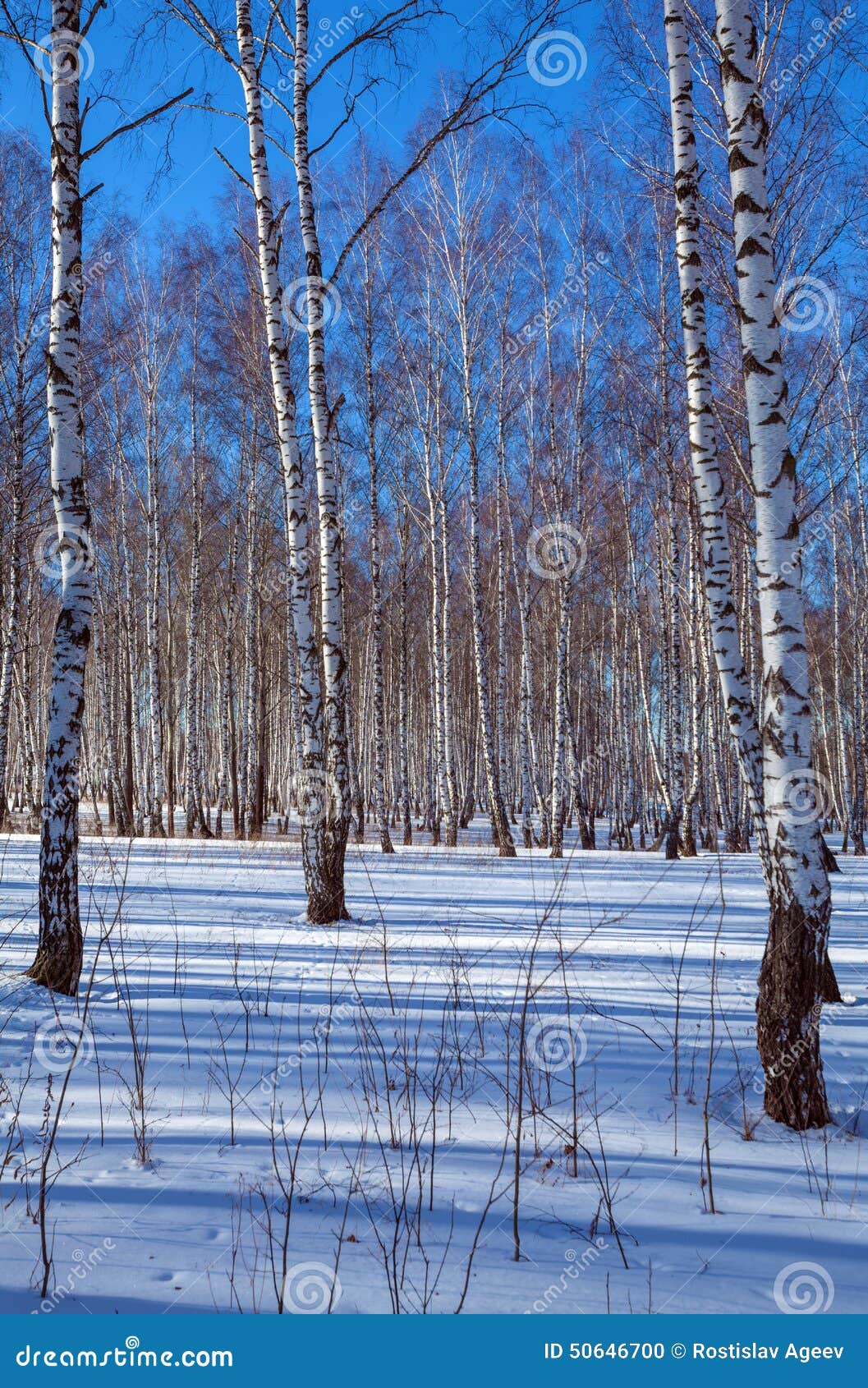 Birch Forest with Snow at Winter Stock Photo - Image of beauty, nature ...