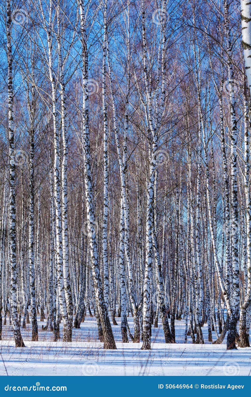 Birch Forest with Snow at Winter Stock Photo - Image of park, country ...