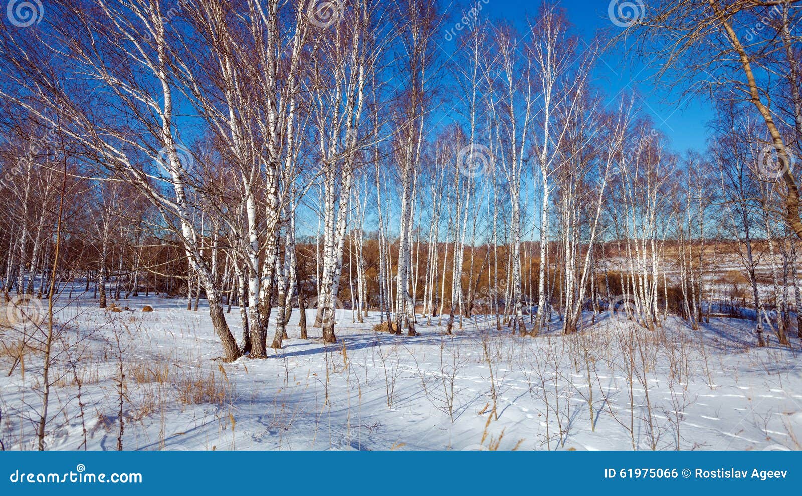 Birch Forest with Snow at Winter Stock Photo - Image of winter ...