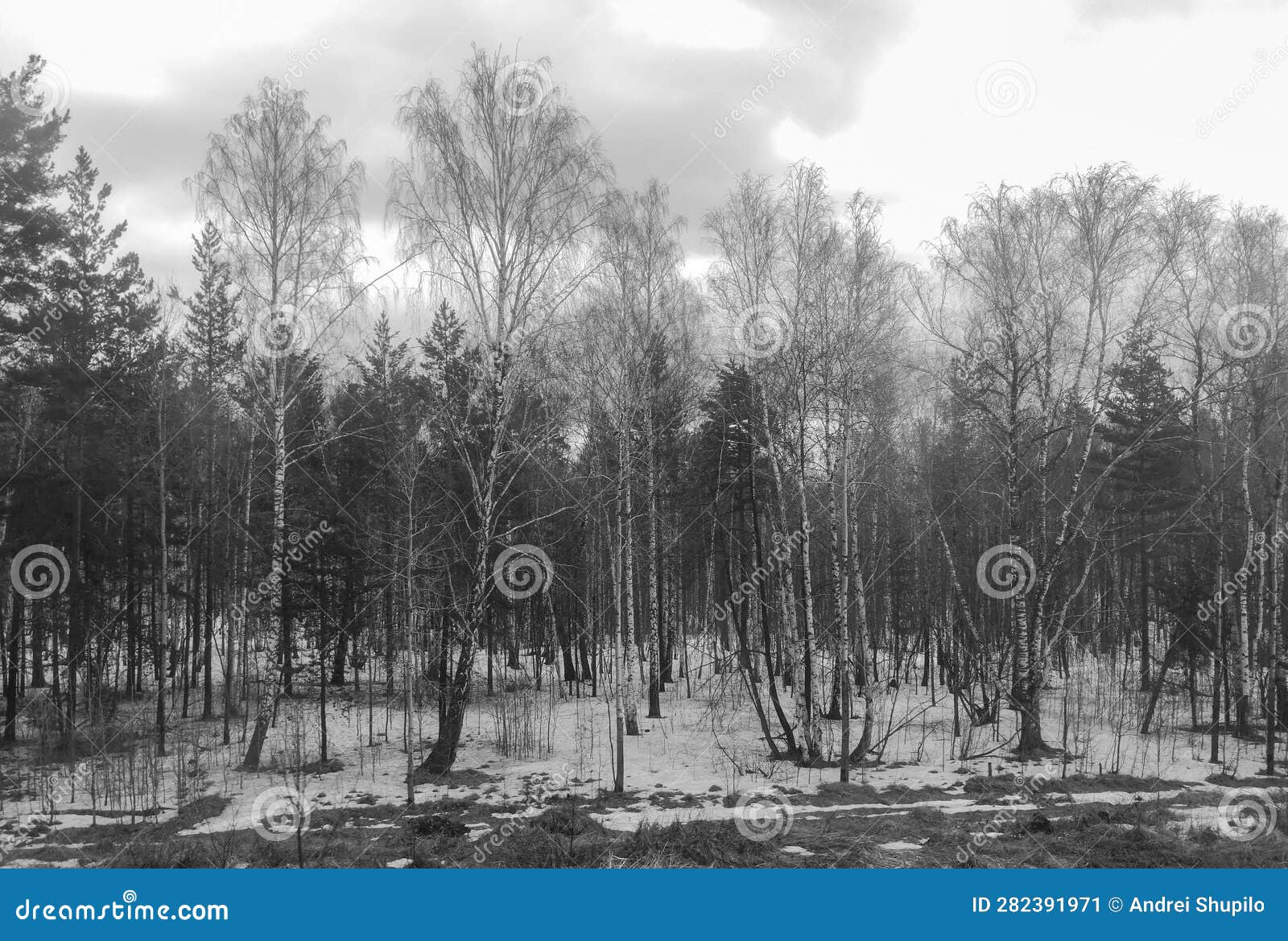 Birch Forest in the Spring, Black and White Photo Stock Image - Image ...