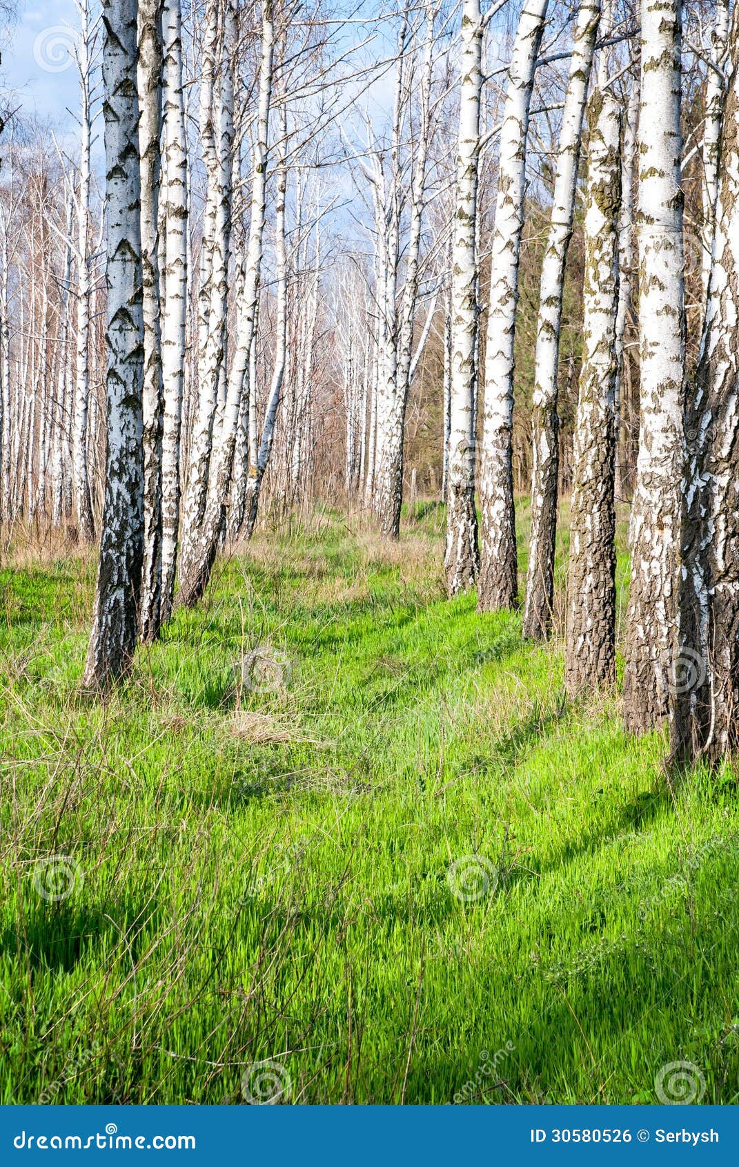 Birch forest in the spring stock photo. Image of bright - 30580526