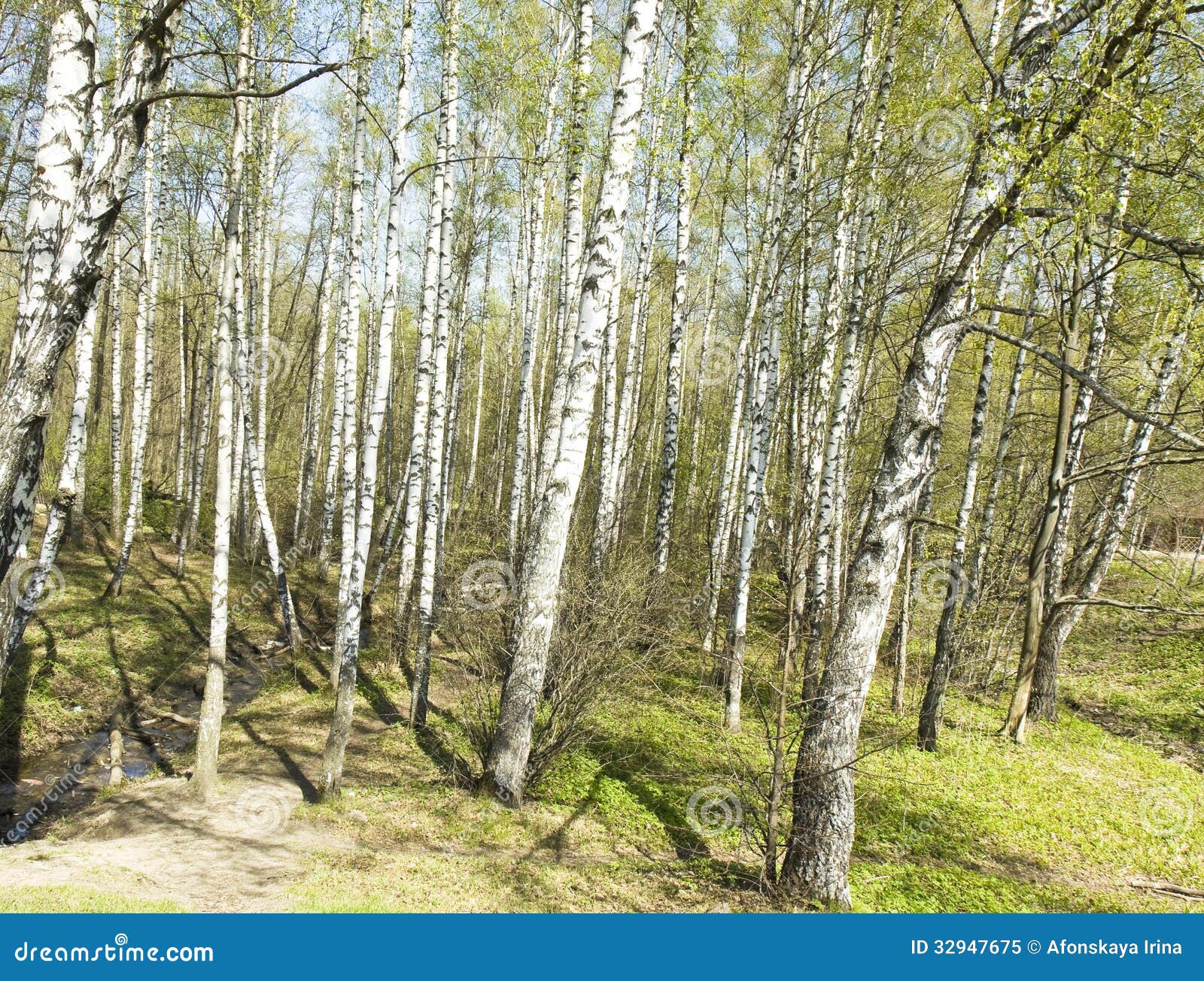 Birch forest in spring stock image. Image of tree, birch - 32947675