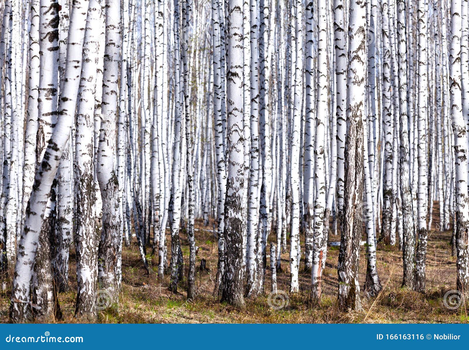 Birch forest in spring. stock photo. Image of birch - 166163116