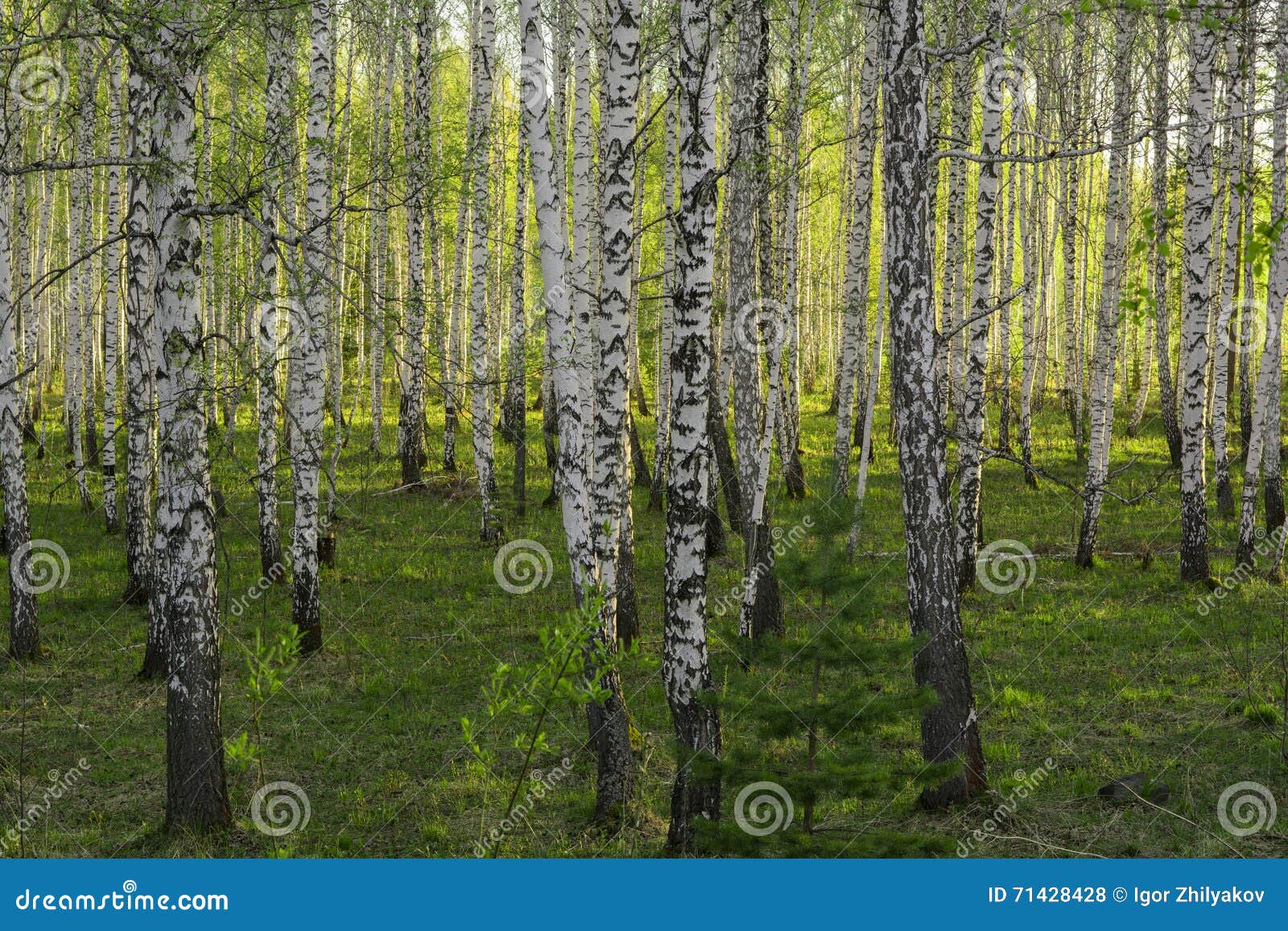Birch forest in spring stock photo. Image of bright, birch - 71428428