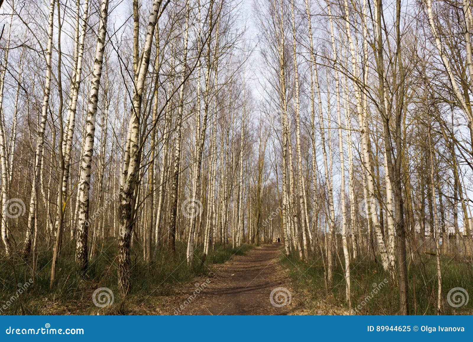 Birch forest spring stock image. Image of outdoors, rural - 89944625