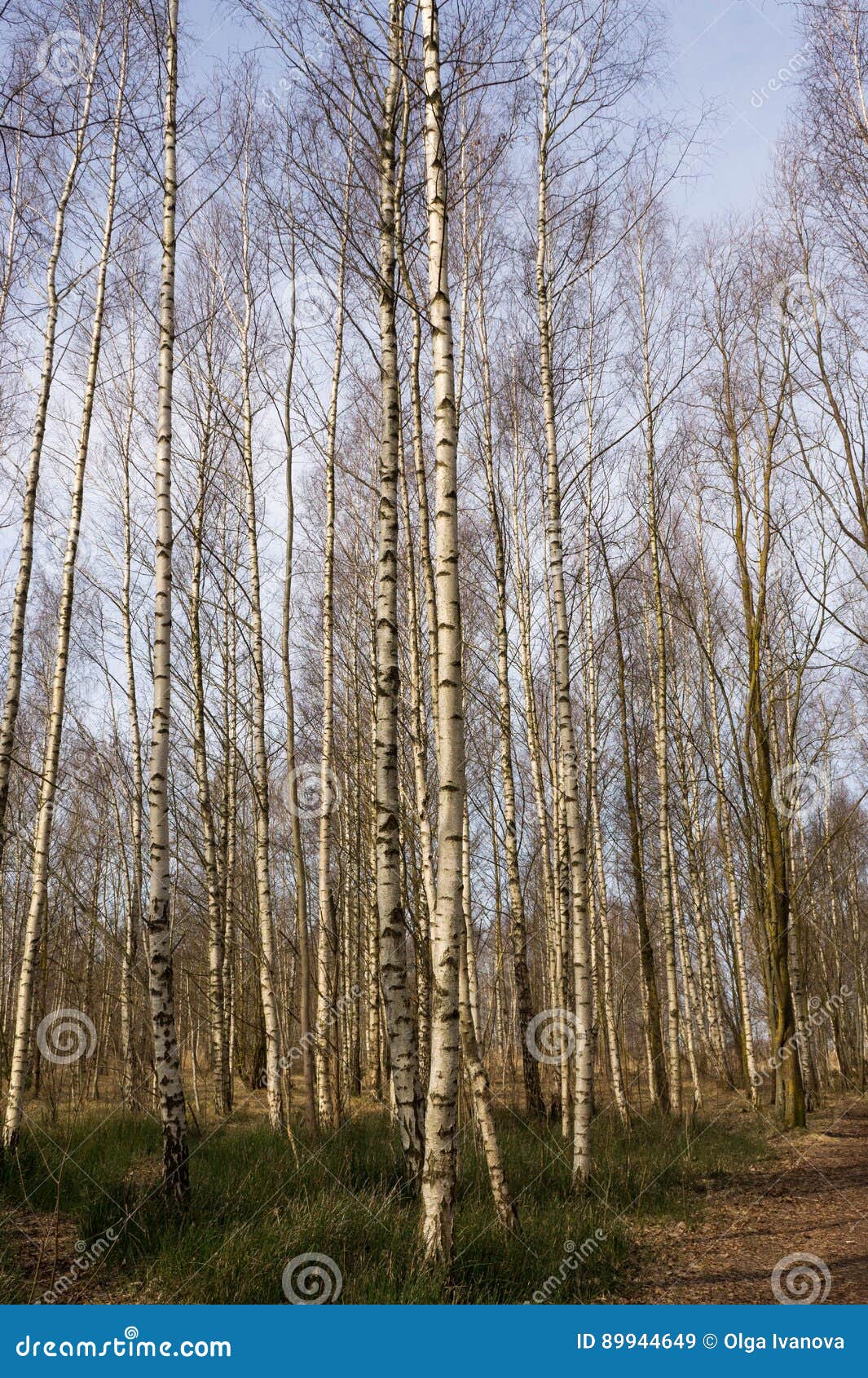Birch forest spring stock image. Image of life, landscape - 89944649