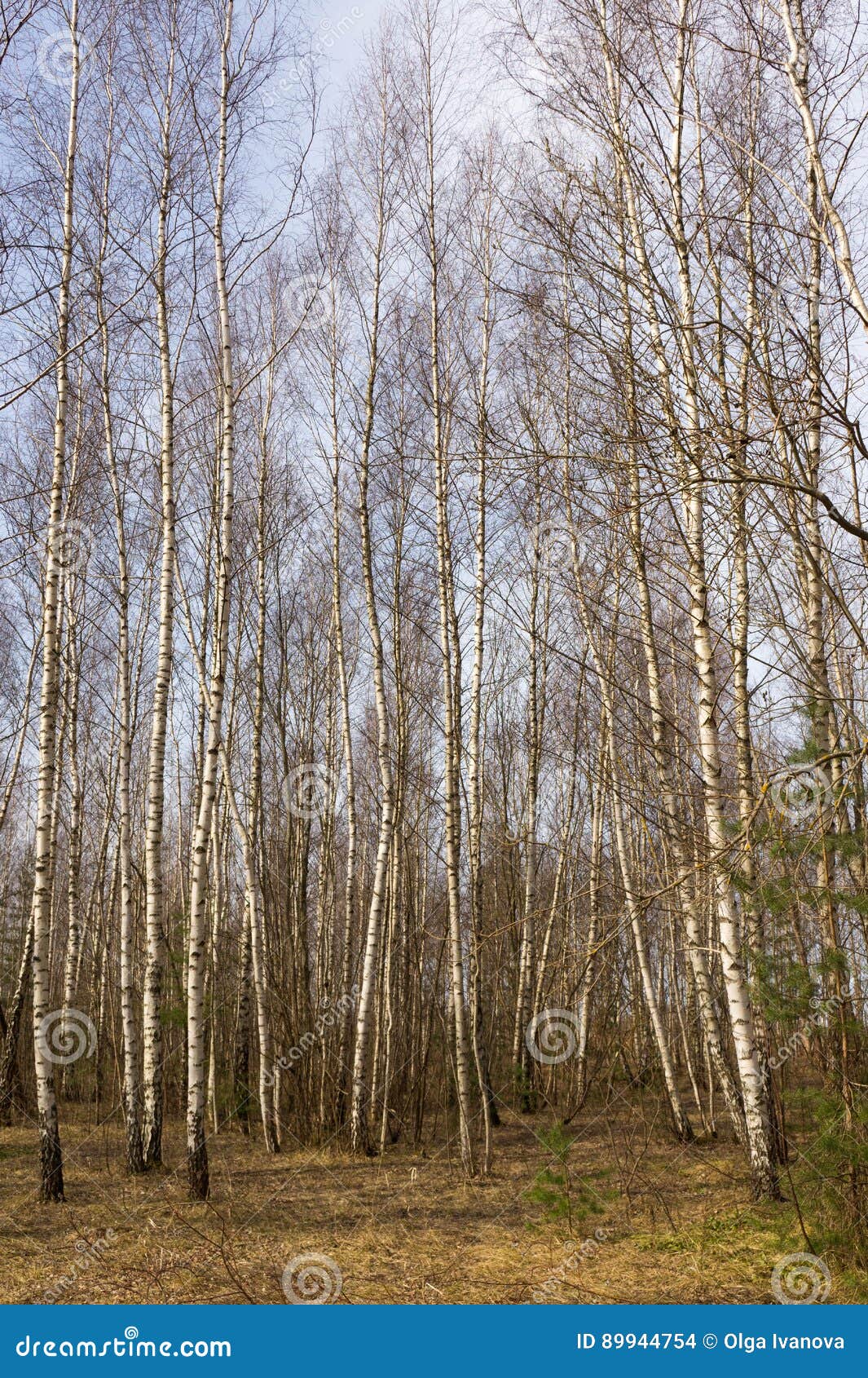 Birch forest spring stock photo. Image of color, beauty - 89944754